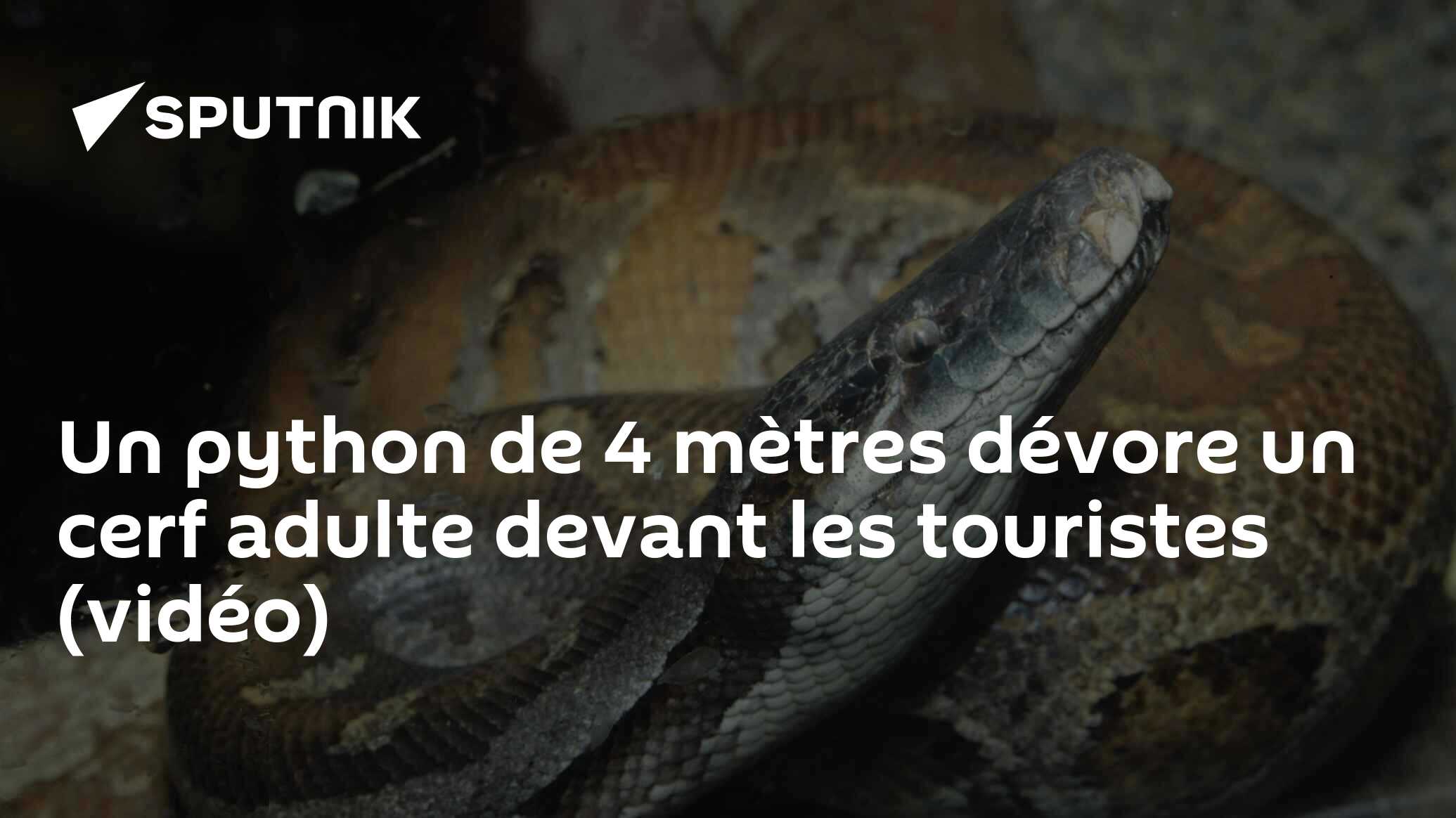 Un python de 4 mètres dévore un cerf adulte devant les touristes (vidéo ...