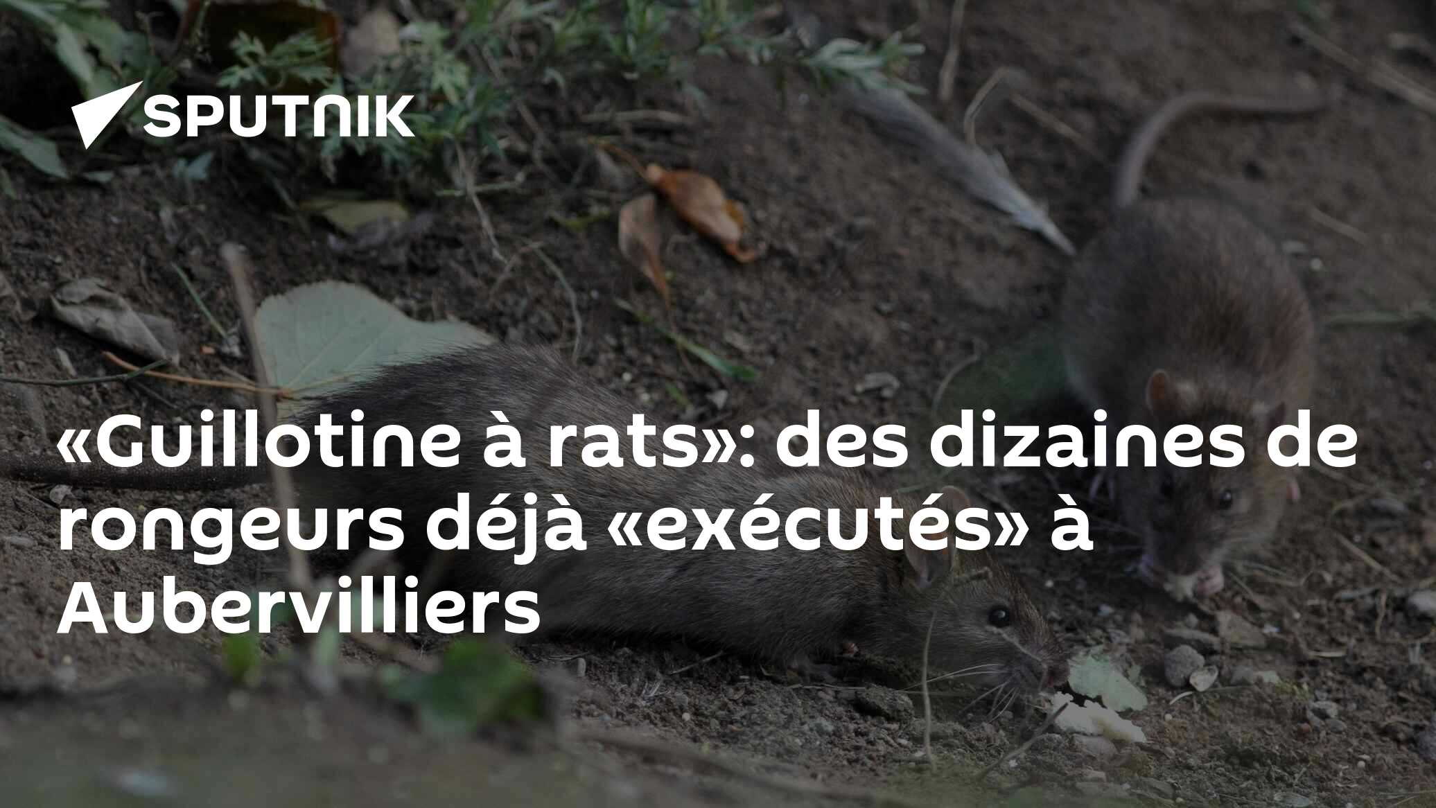 «Guillotine à rats»: des dizaines de rongeurs déjà «exécutés» à ...