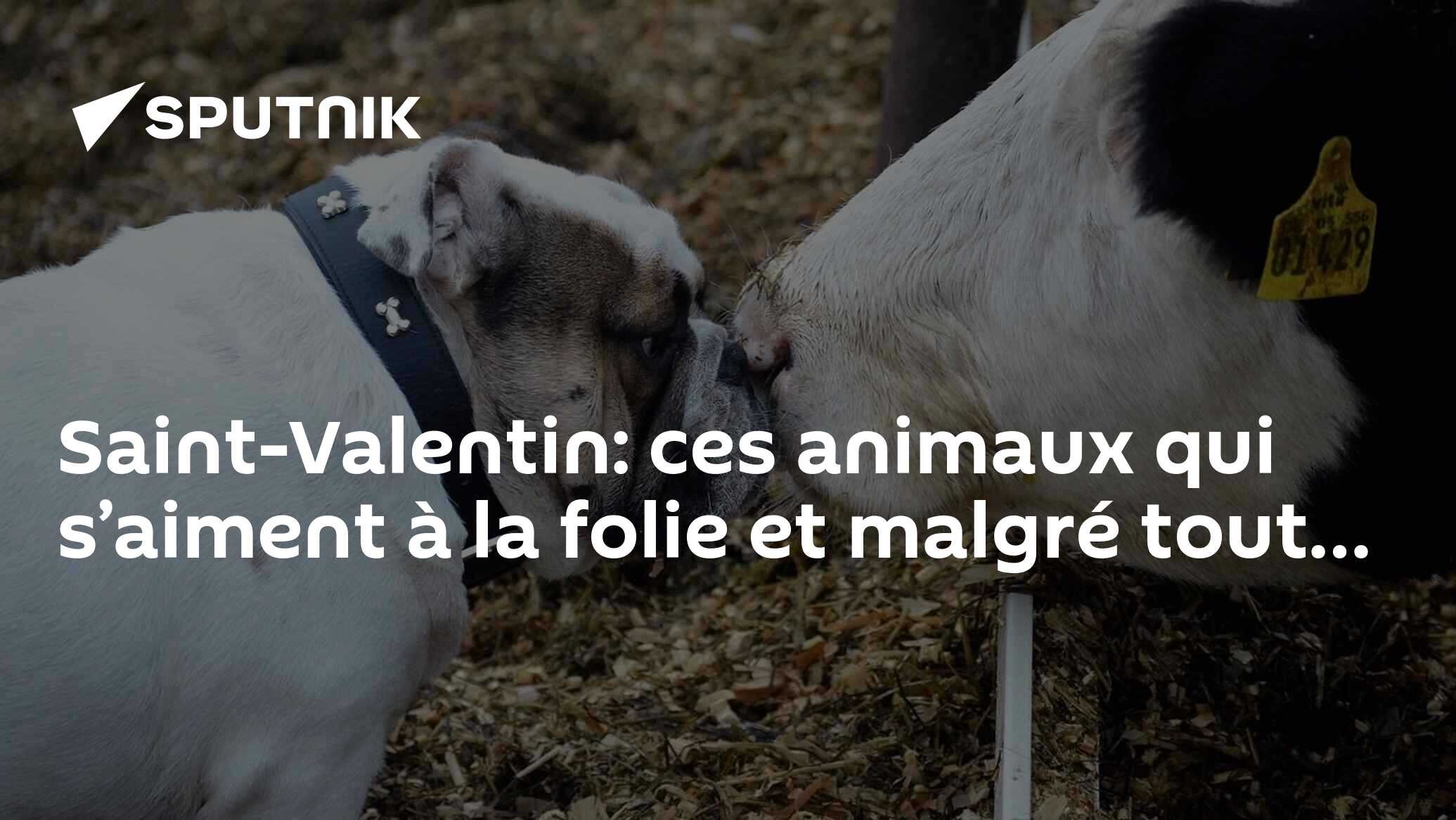 Saint-Valentin: ces animaux qui s’aiment à la folie et malgré tout… - 14.02.2018, Sputnik Afrique
