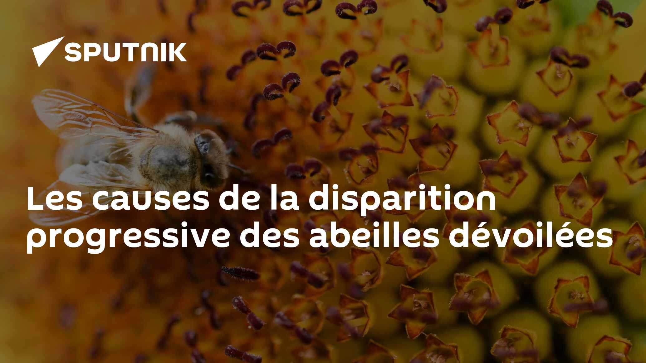Les causes de la disparition progressive des abeilles dévoilées - 28.06 ...