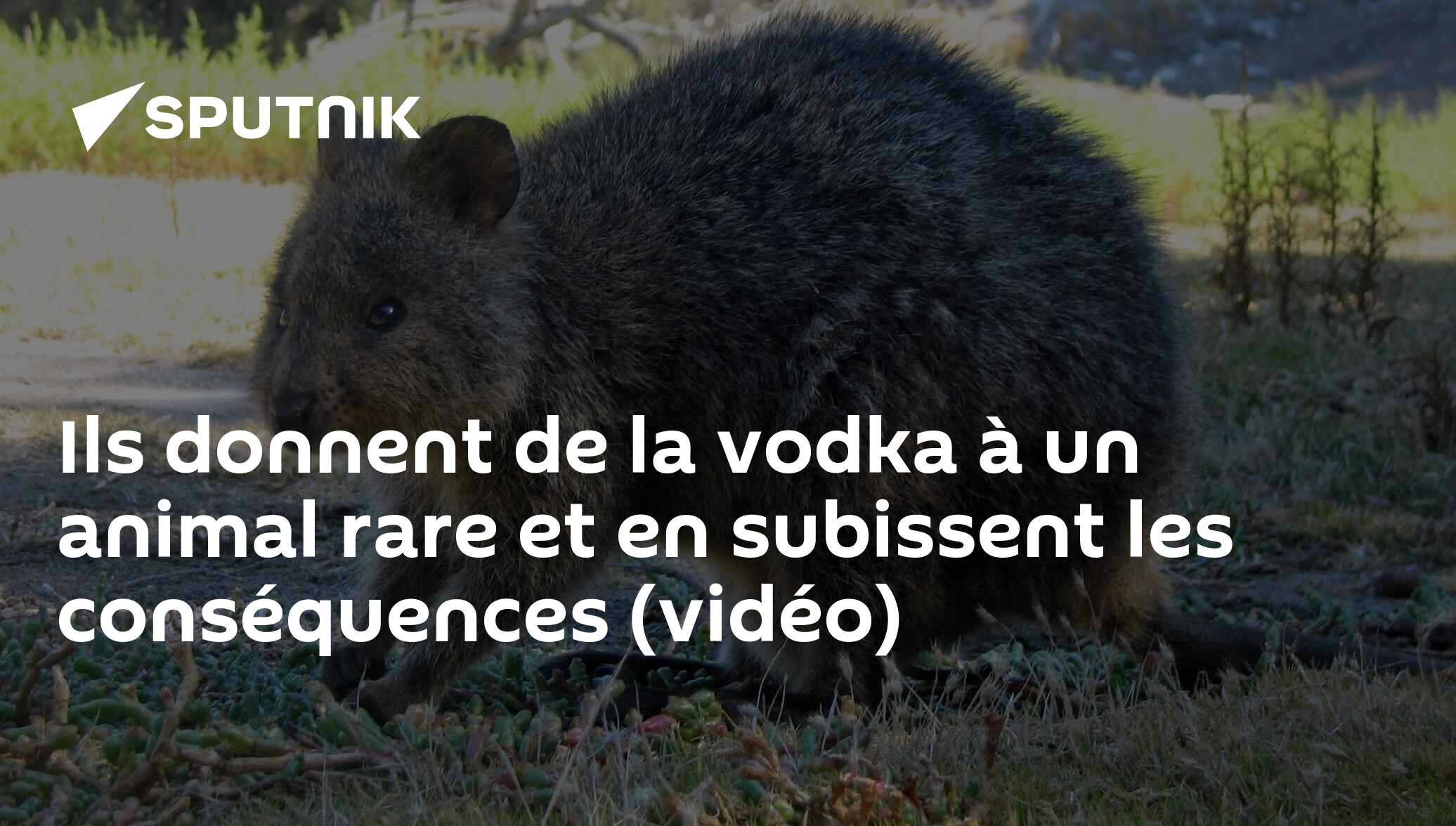 Ils donnent de la vodka à un animal rare et en subissent les ...