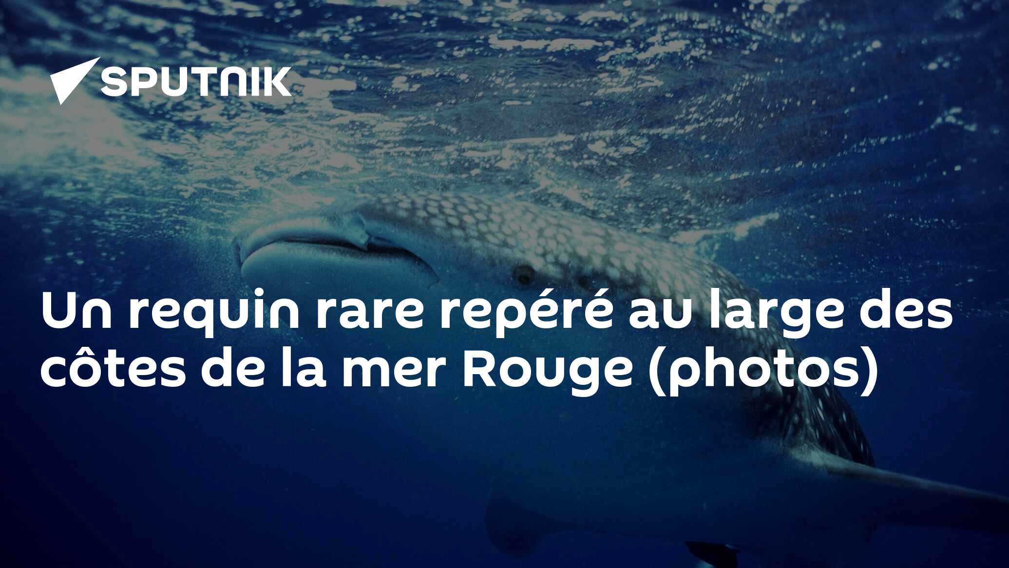 Un requin rare repéré au large des côtes de la mer Rouge (photos) - 28. ...