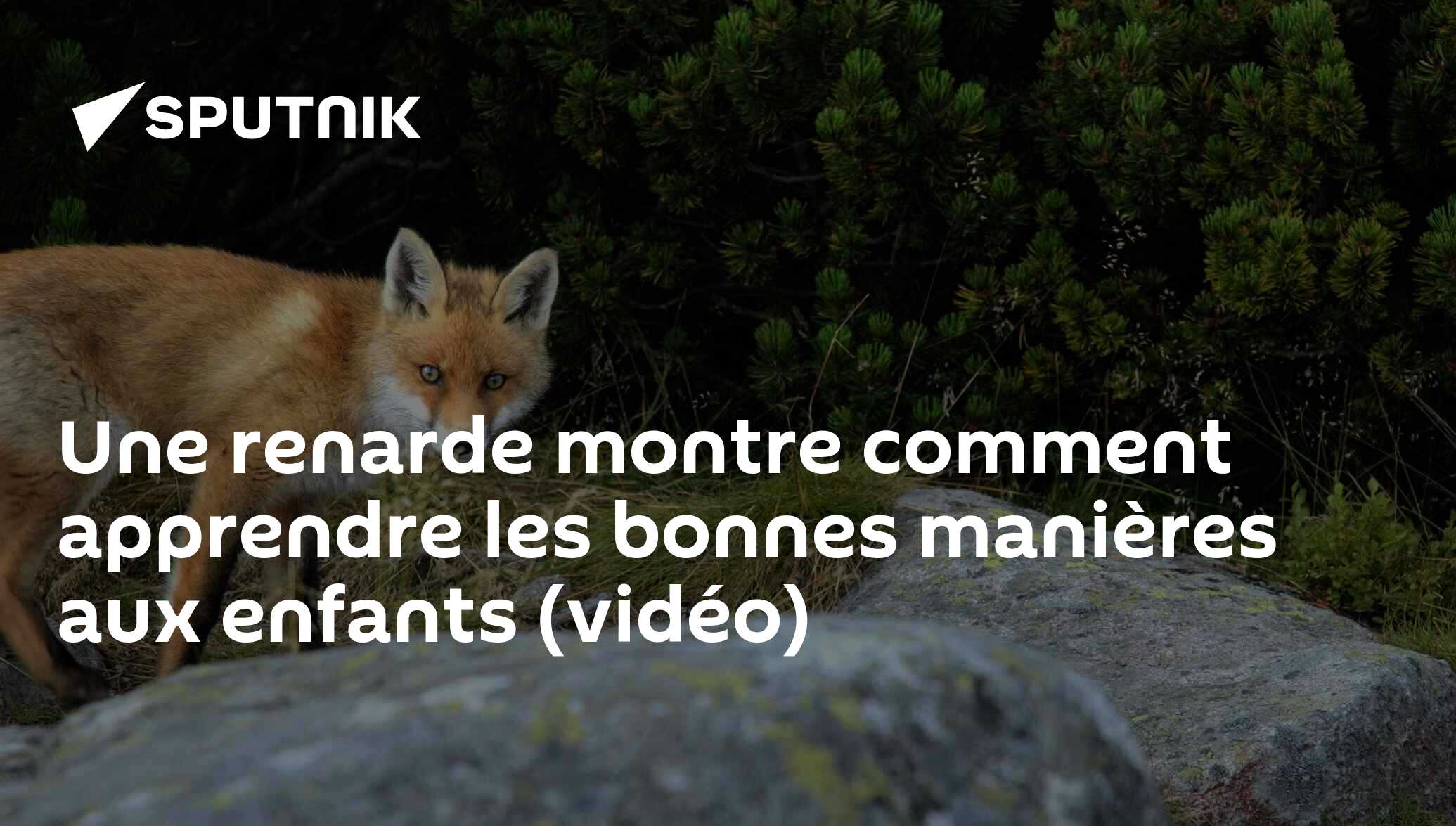 Une renarde montre comment apprendre les bonnes manières aux enfants ...