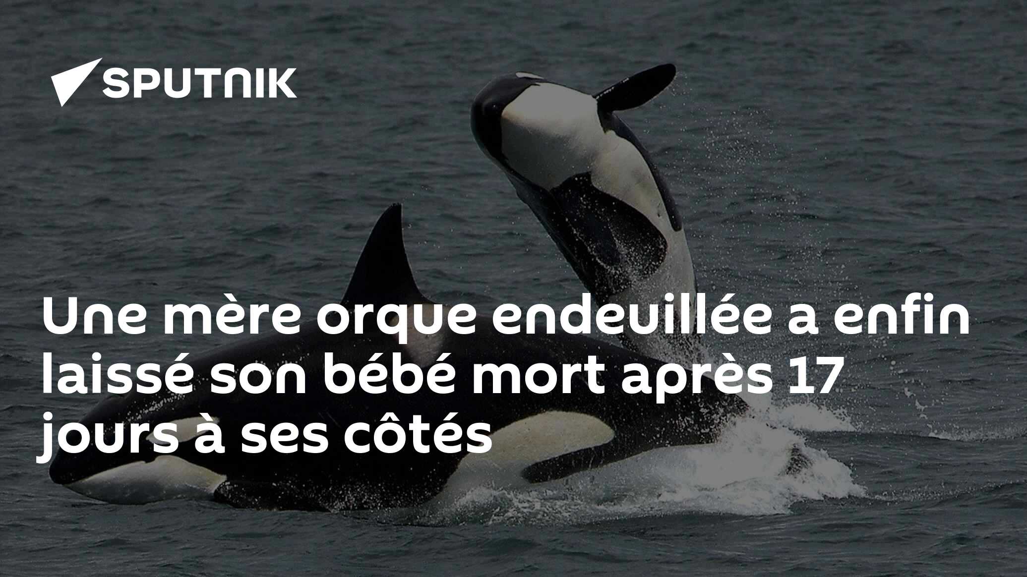 Une mère orque endeuillée a enfin laissé son bébé mort après 17 jours à ...