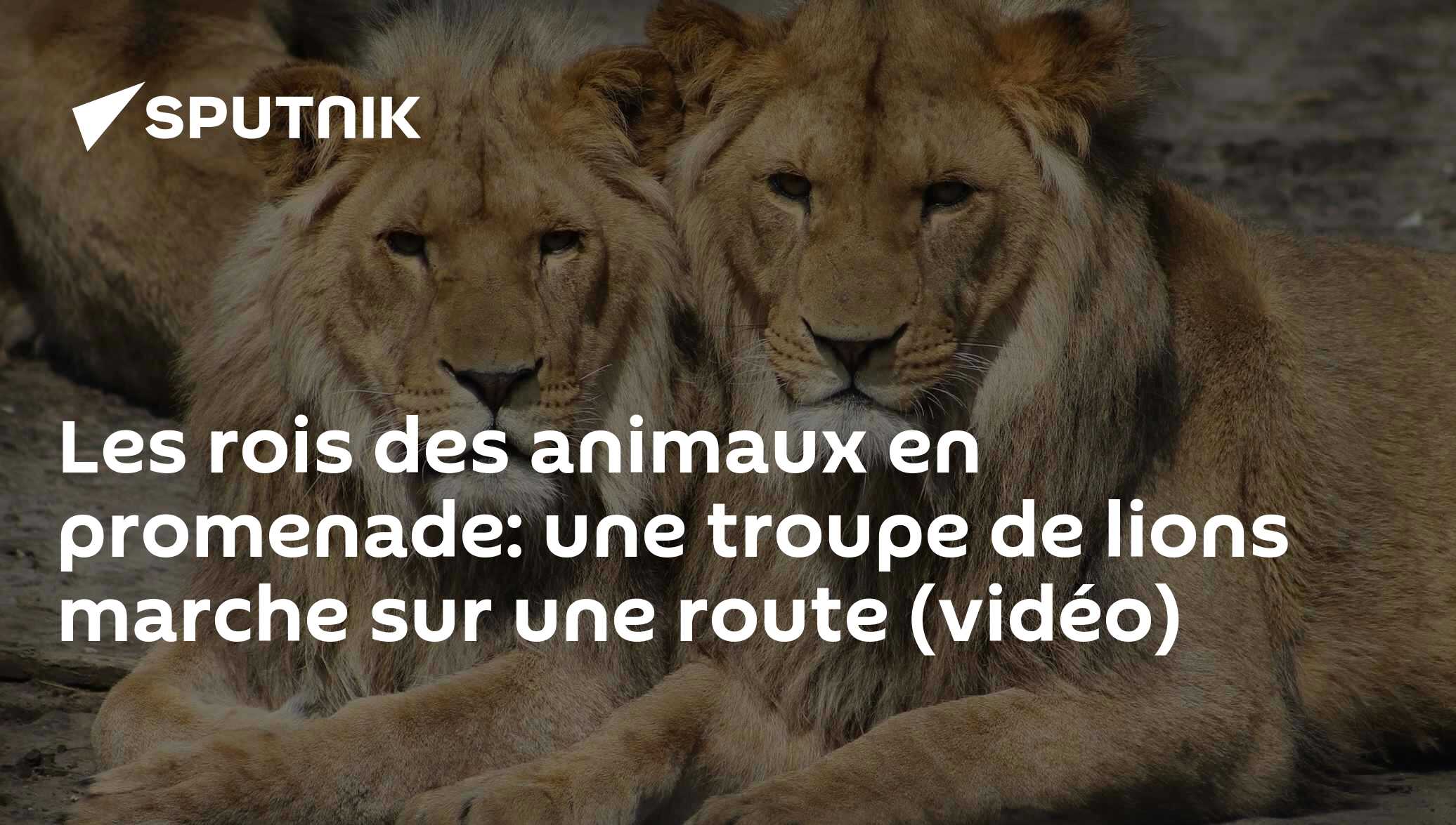 Les rois des animaux en promenade: une troupe de lions marche sur une ...
