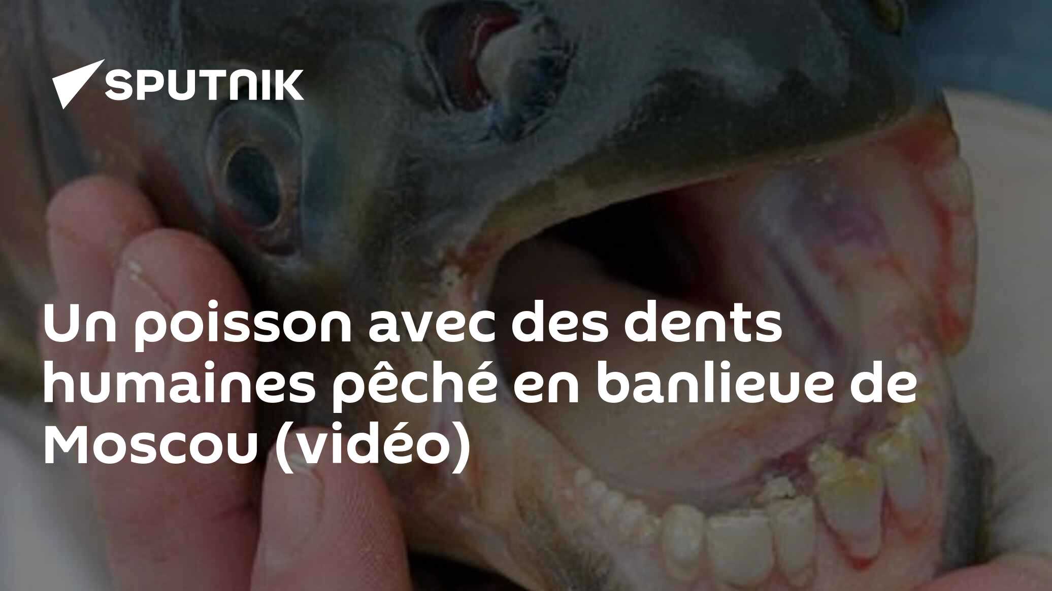 Un poisson avec des dents humaines pêché en banlieue de Moscou (vidéo ...