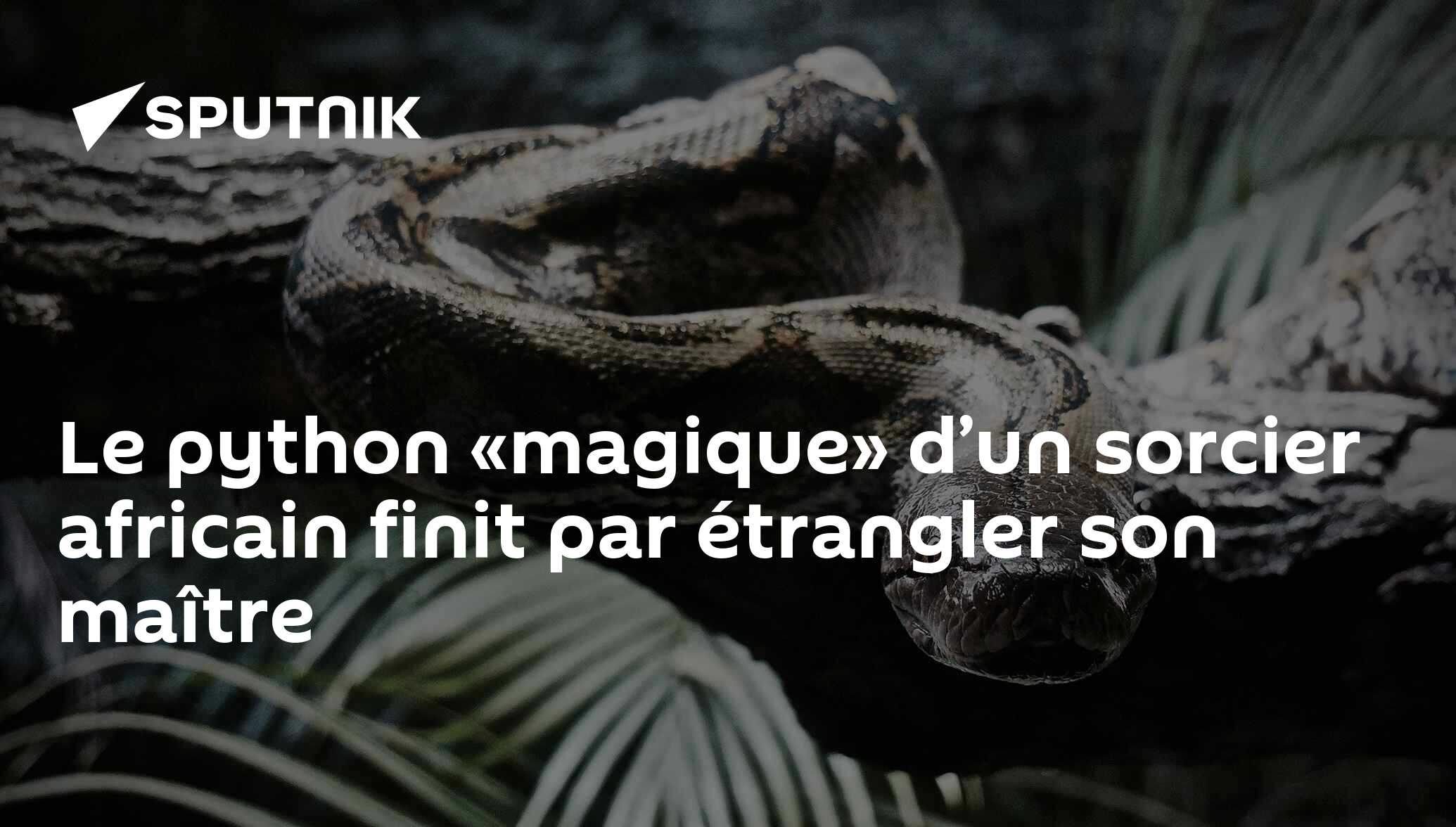 Le python «magique» d’un sorcier africain finit par étrangler son ...