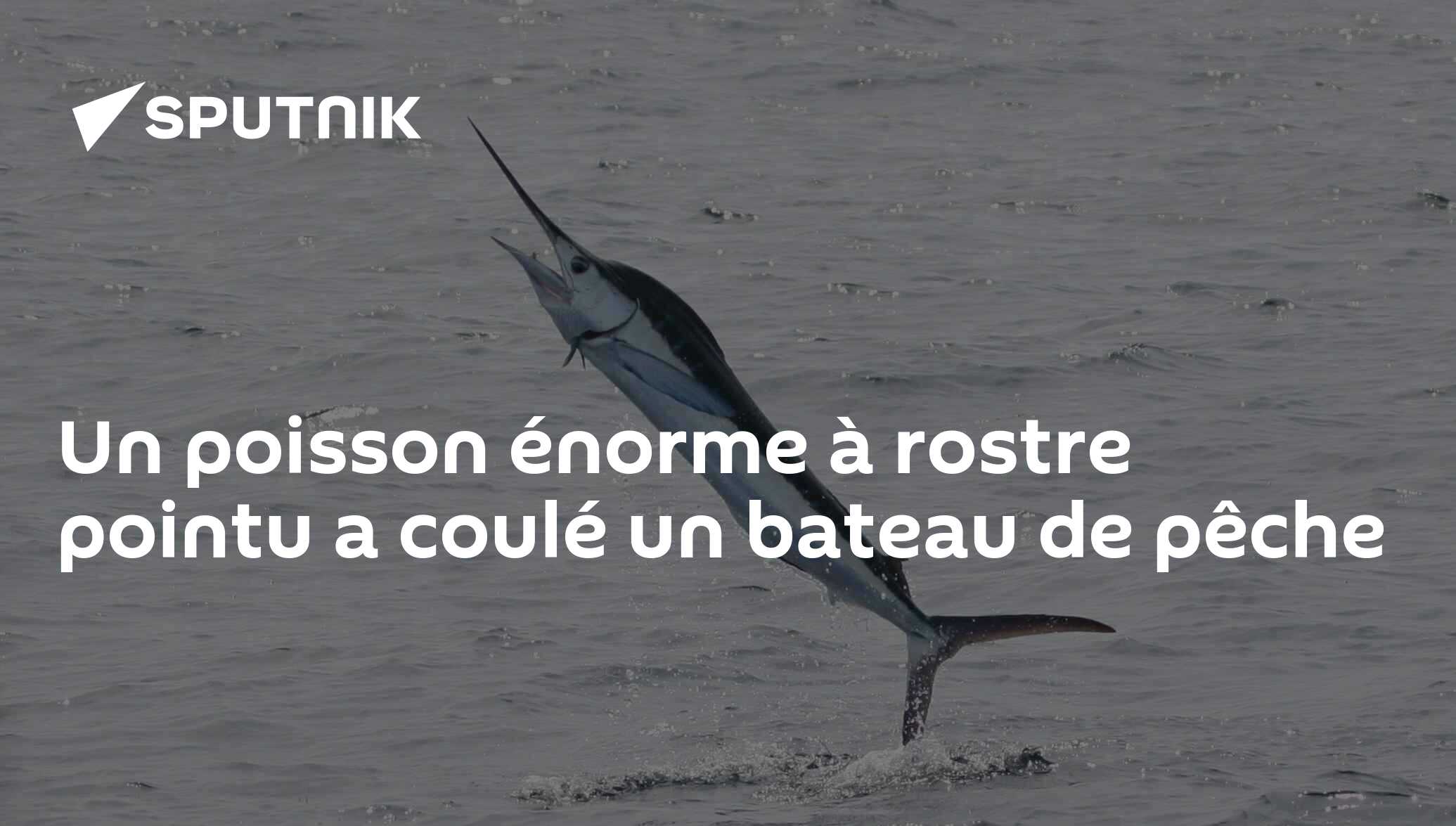Un poisson énorme à rostre pointu a coulé un bateau de pêche - 10.10. ...