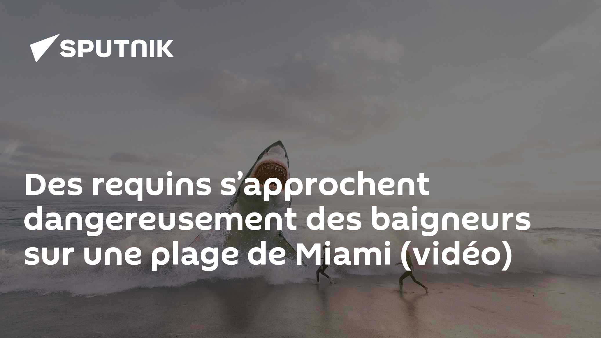 Des requins s’approchent dangereusement des baigneurs sur une plage de ...