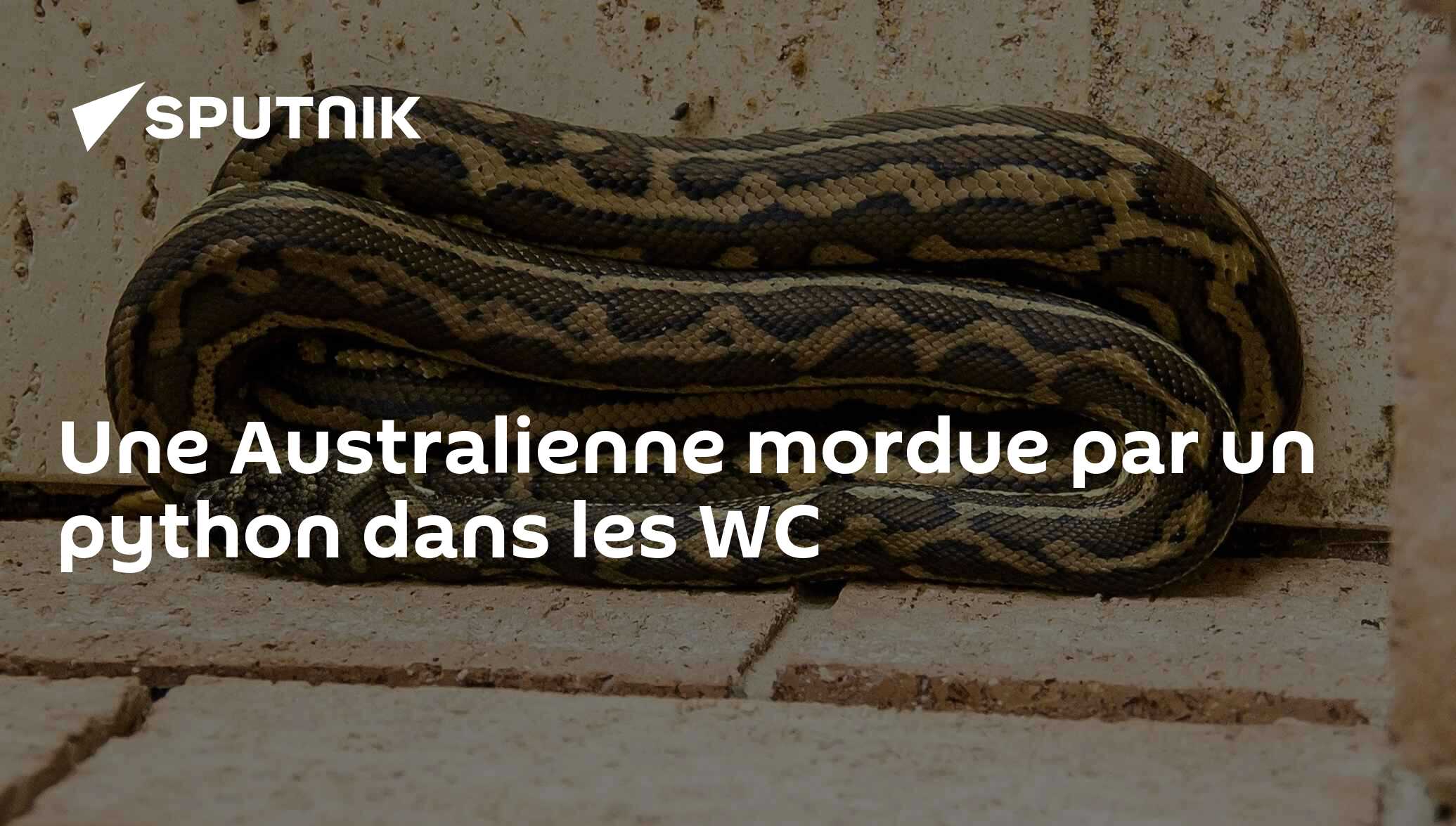 Une Australienne mordue par un python dans les WC - 26.01.2019, Sputnik ...