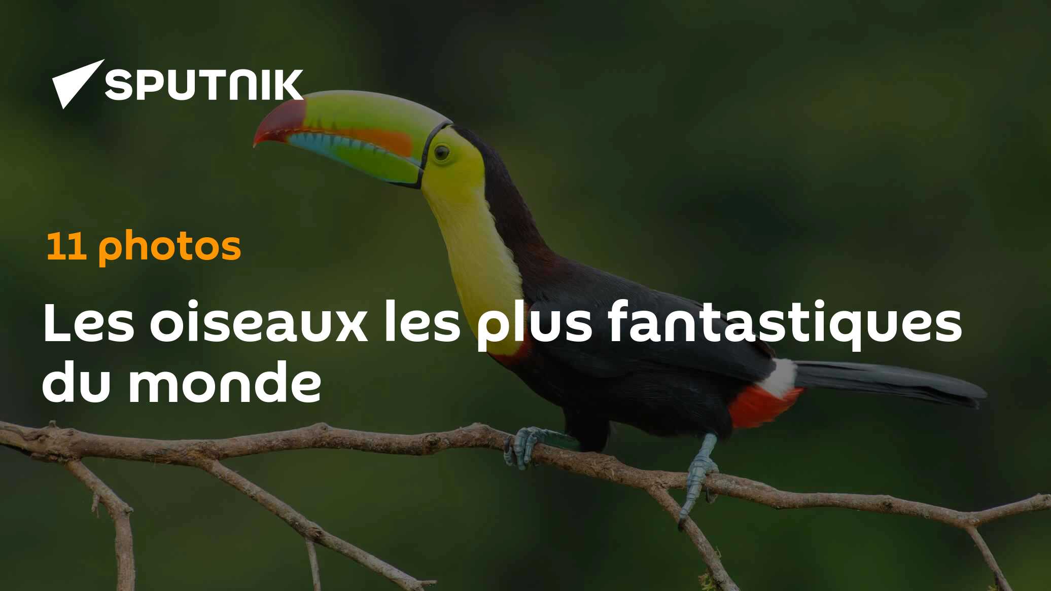 Les oiseaux les plus fantastiques du monde - 01.04.2019, Sputnik Afrique