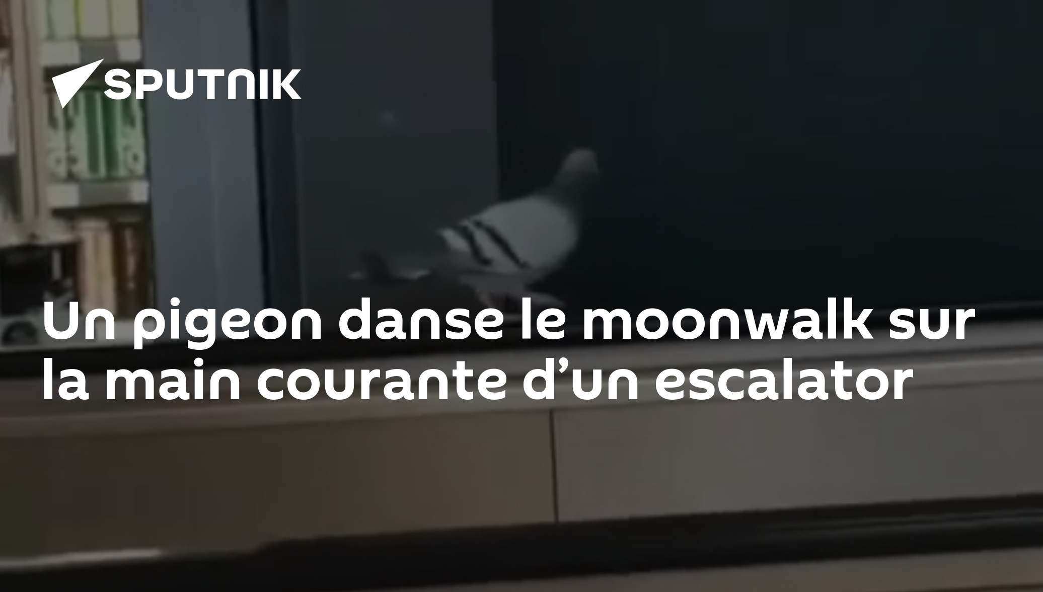Un pigeon danse le moonwalk sur la main courante d’un escalator - 15.04 ...