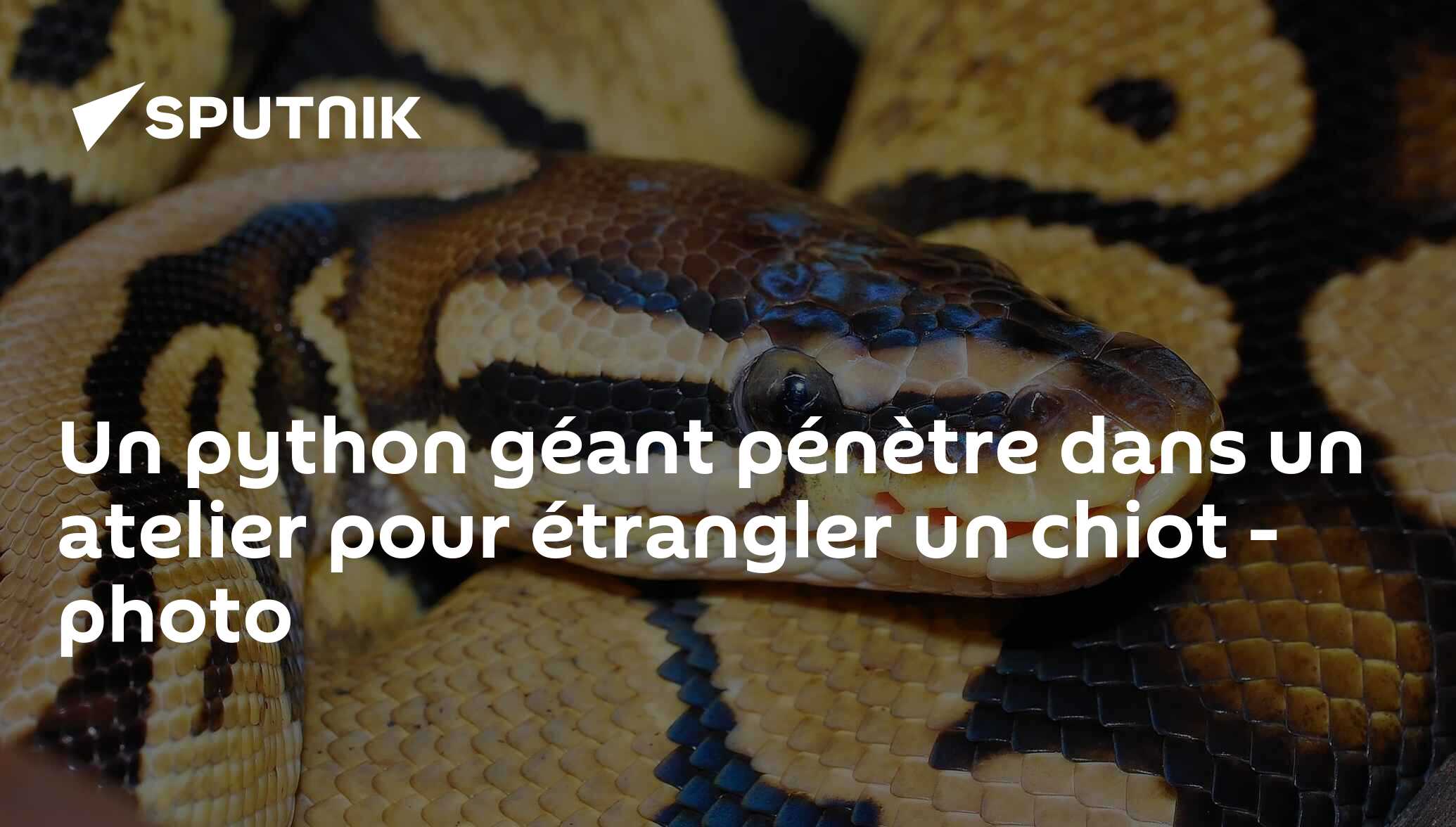 Un python géant pénètre dans un atelier pour étrangler un chiot - photo ...