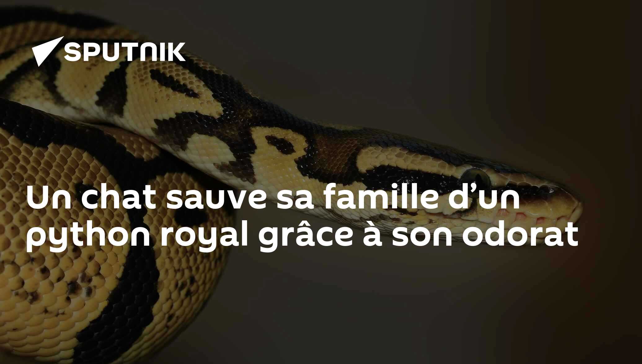 Un chat sauve sa famille d’un python royal grâce à son odorat - 06.08. ...