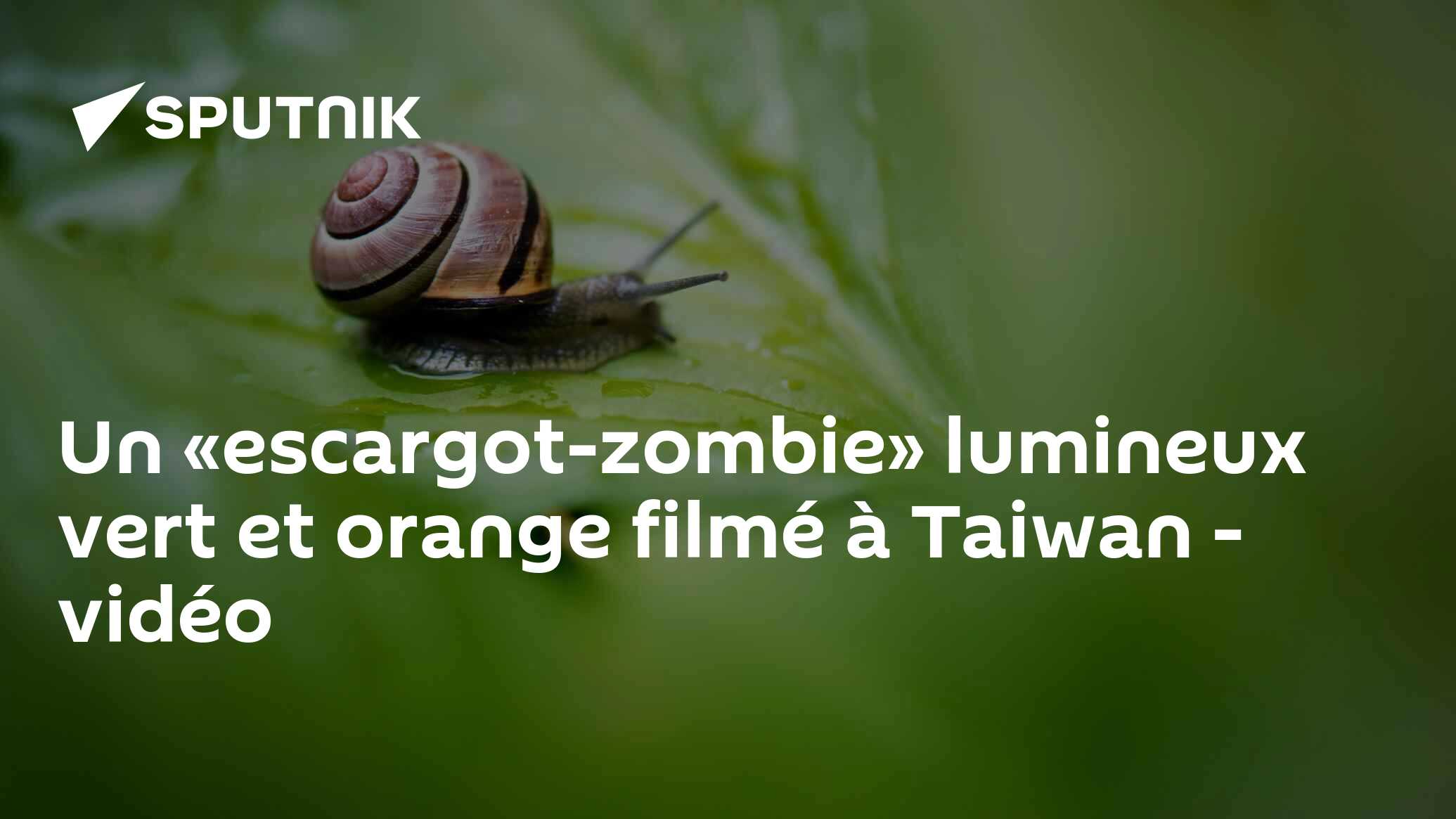 Un «escargot-zombie» lumineux vert et orange filmé à Taiwan - vidéo - 14.08.2019, Sputnik Afrique