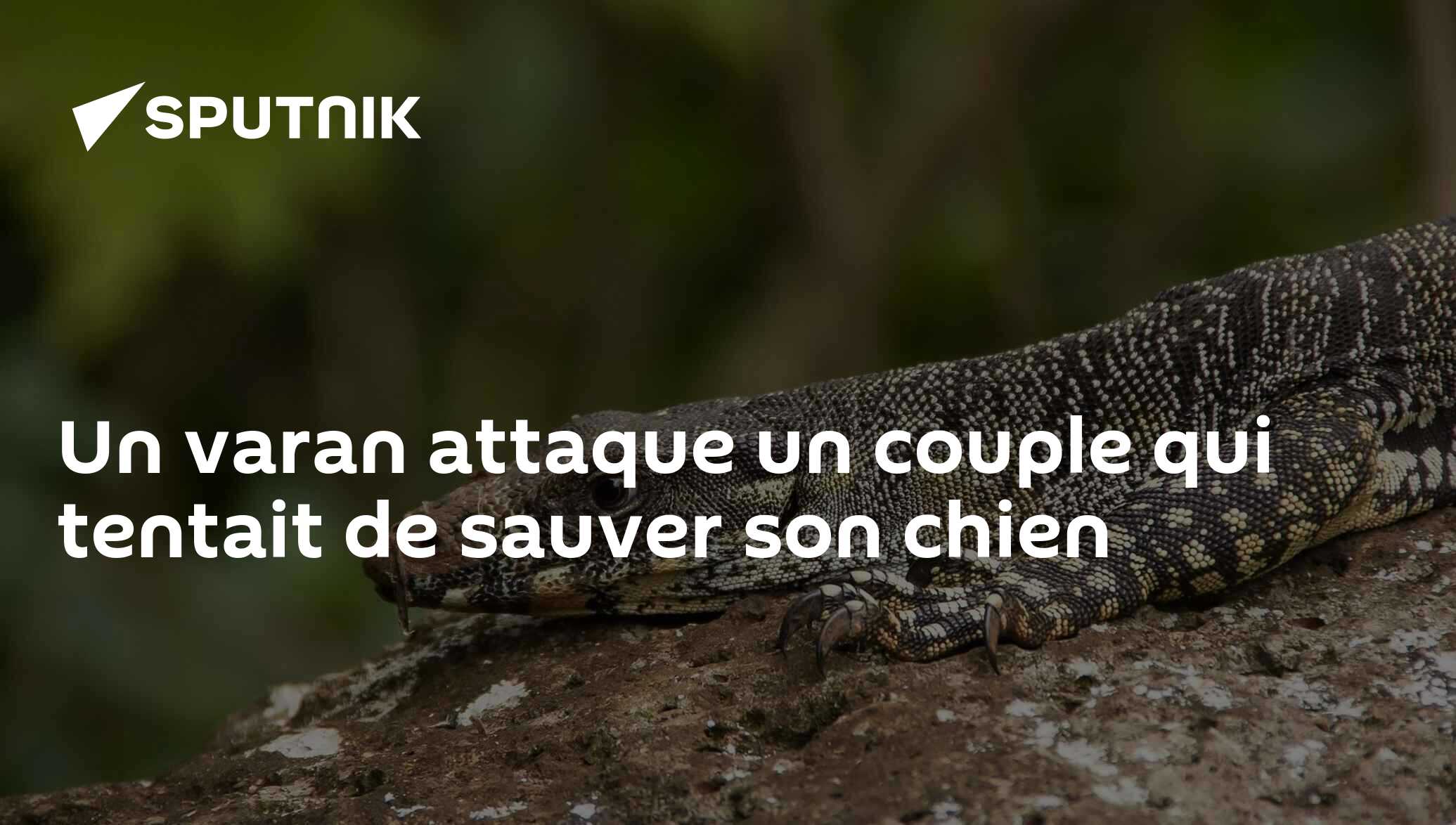 Un varan attaque un couple qui tentait de sauver son chien - 16.08.2019 ...