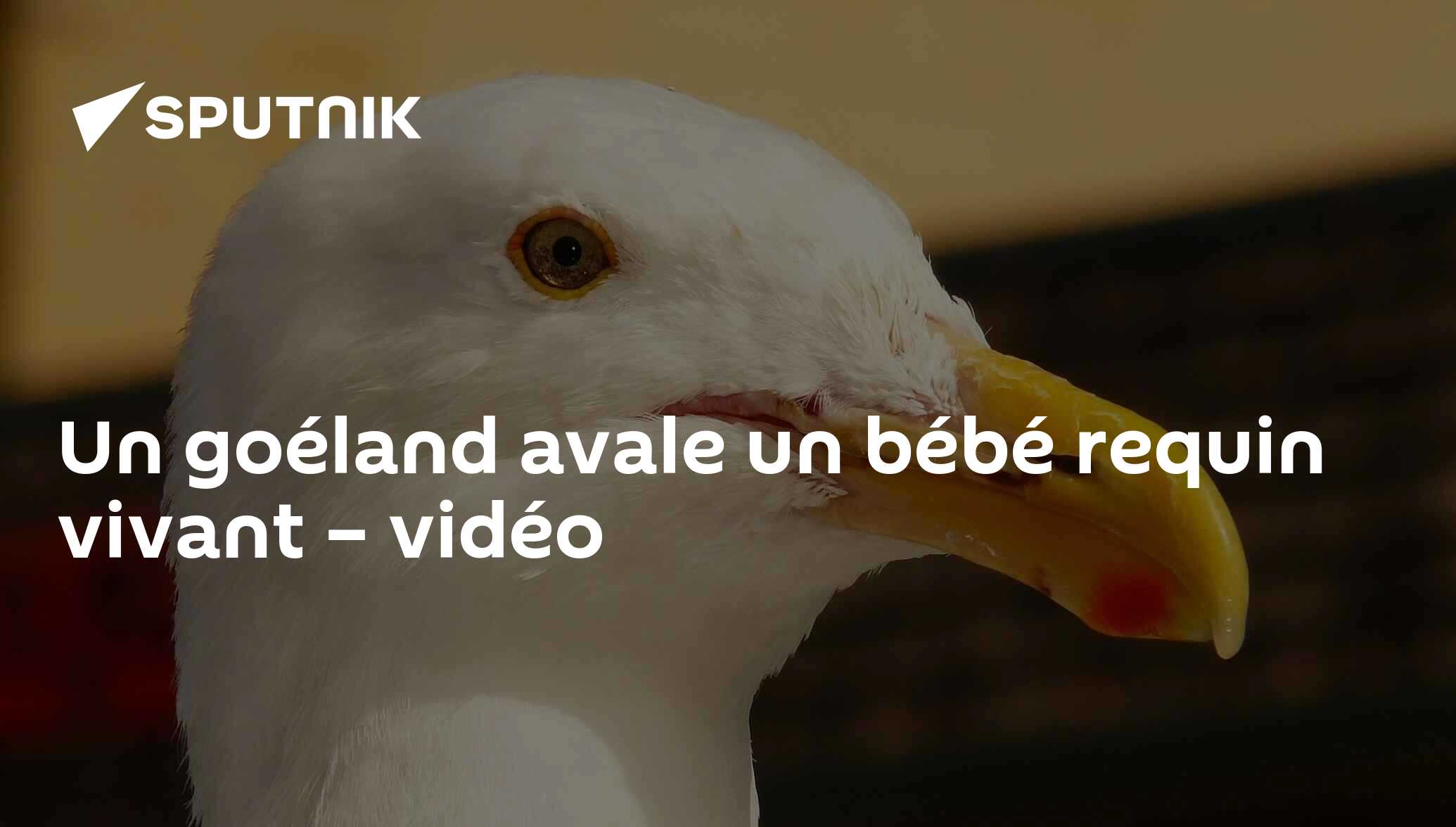 Un goéland avale un bébé requin vivant – vidéo - 17.08.2019, Sputnik ...