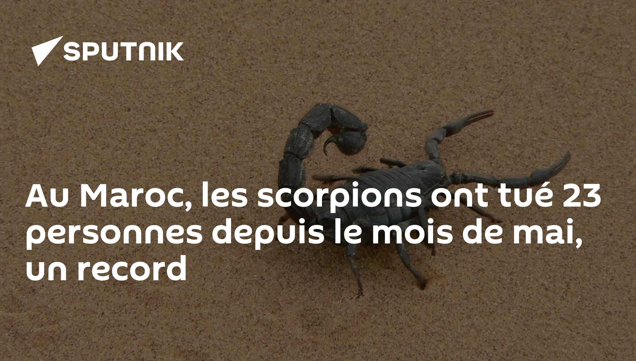 Au Maroc, les scorpions ont tué 23 personnes depuis le mois de mai, un ...