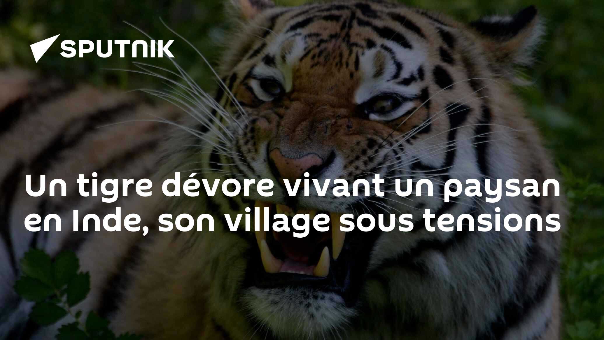 Un tigre dévore vivant un paysan en Inde, son village sous tensions ...