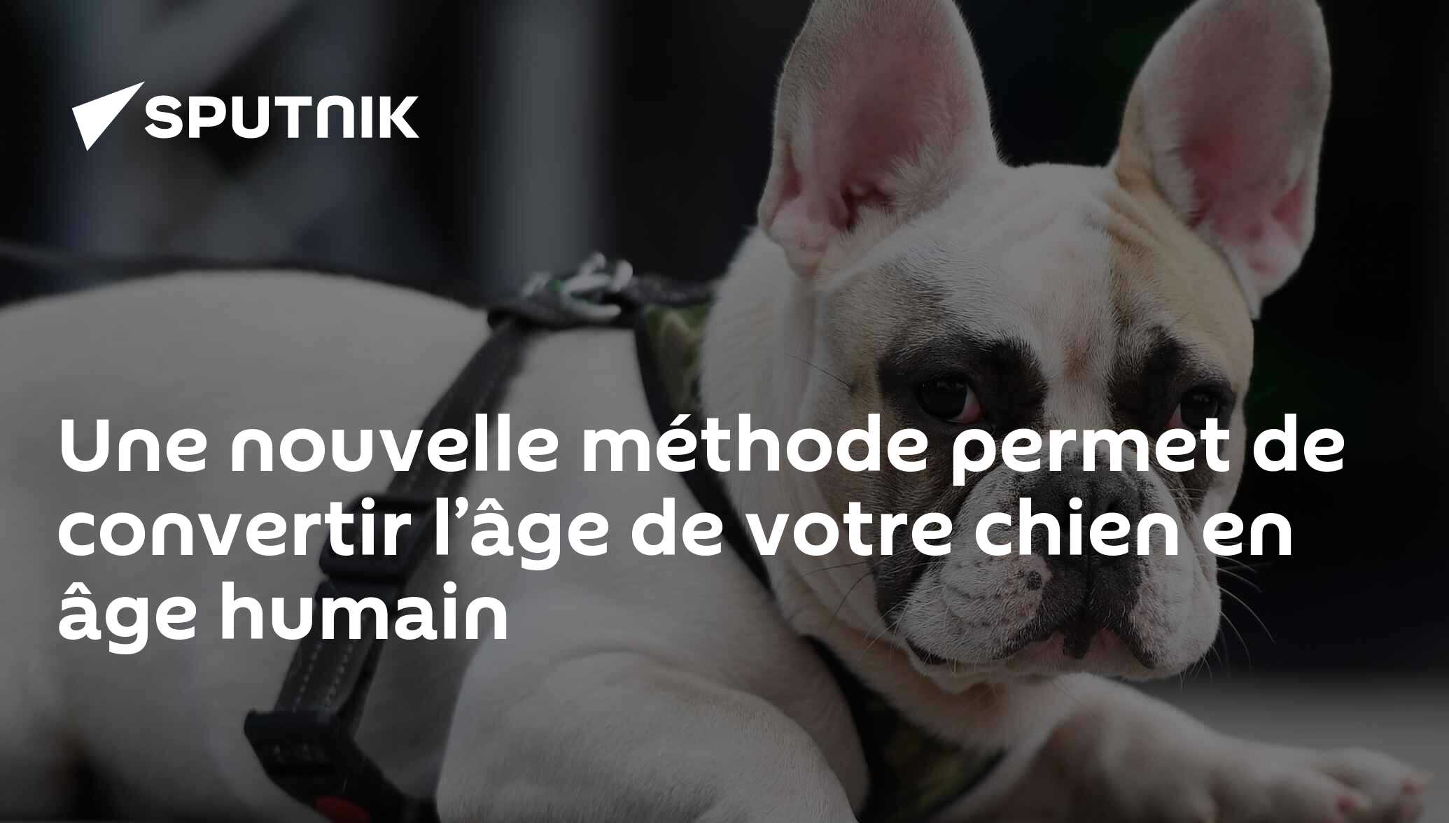Une nouvelle méthode permet de convertir l’âge de votre chien en âge ...