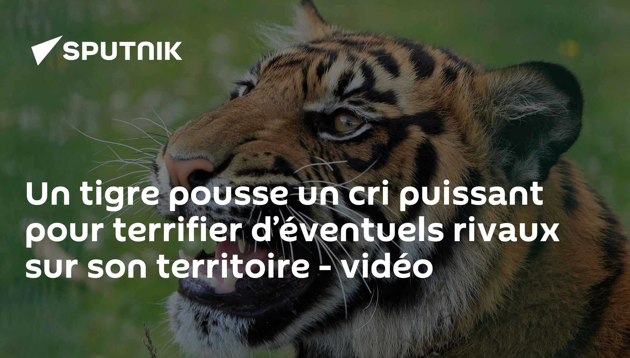 Un tigre pousse un cri puissant pour terrifier d’éventuels rivaux sur ...