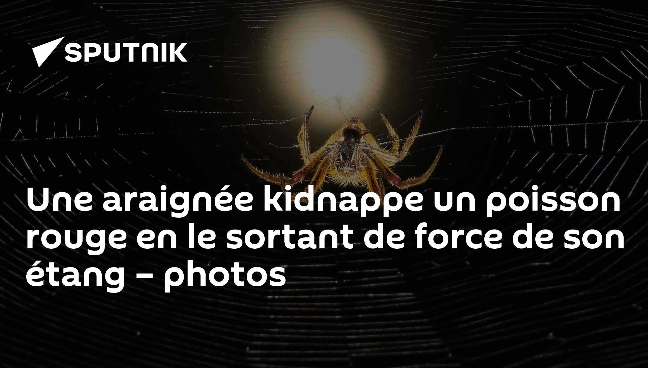 Une araignée kidnappe un poisson rouge en le sortant de force de son ...
