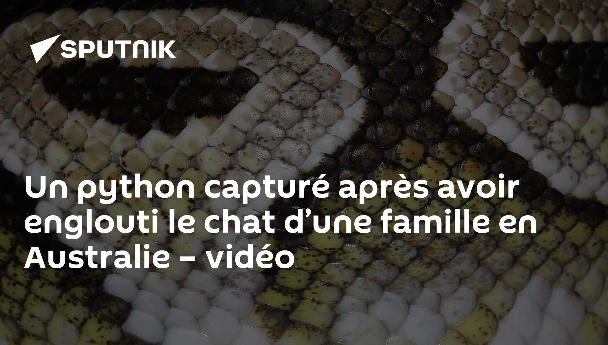 Un python capturé après avoir englouti le chat d’une famille en ...