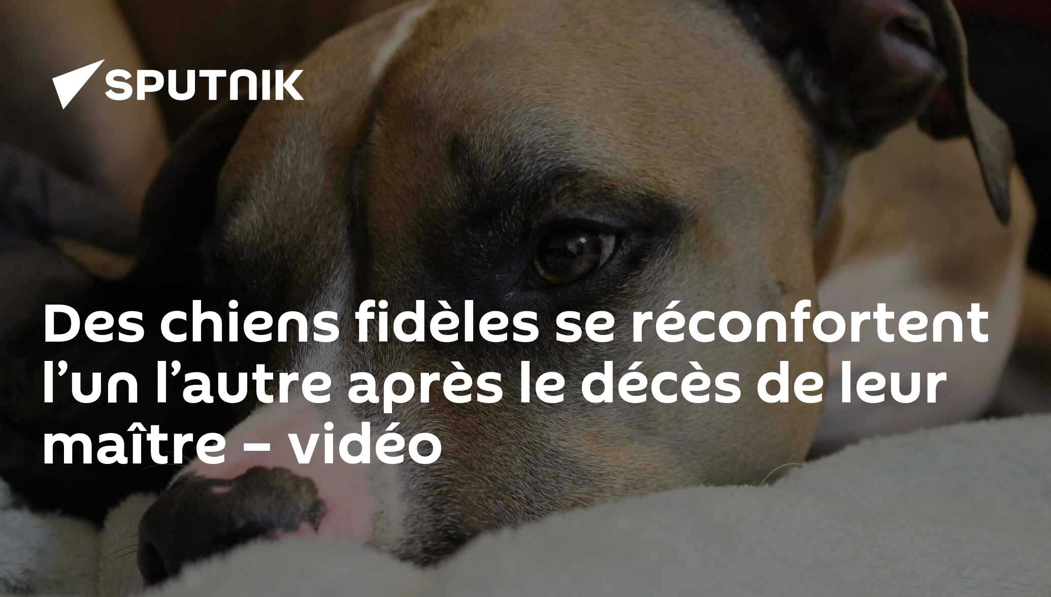 Des chiens fidèles se réconfortent l’un l’autre après le décès de leur ...