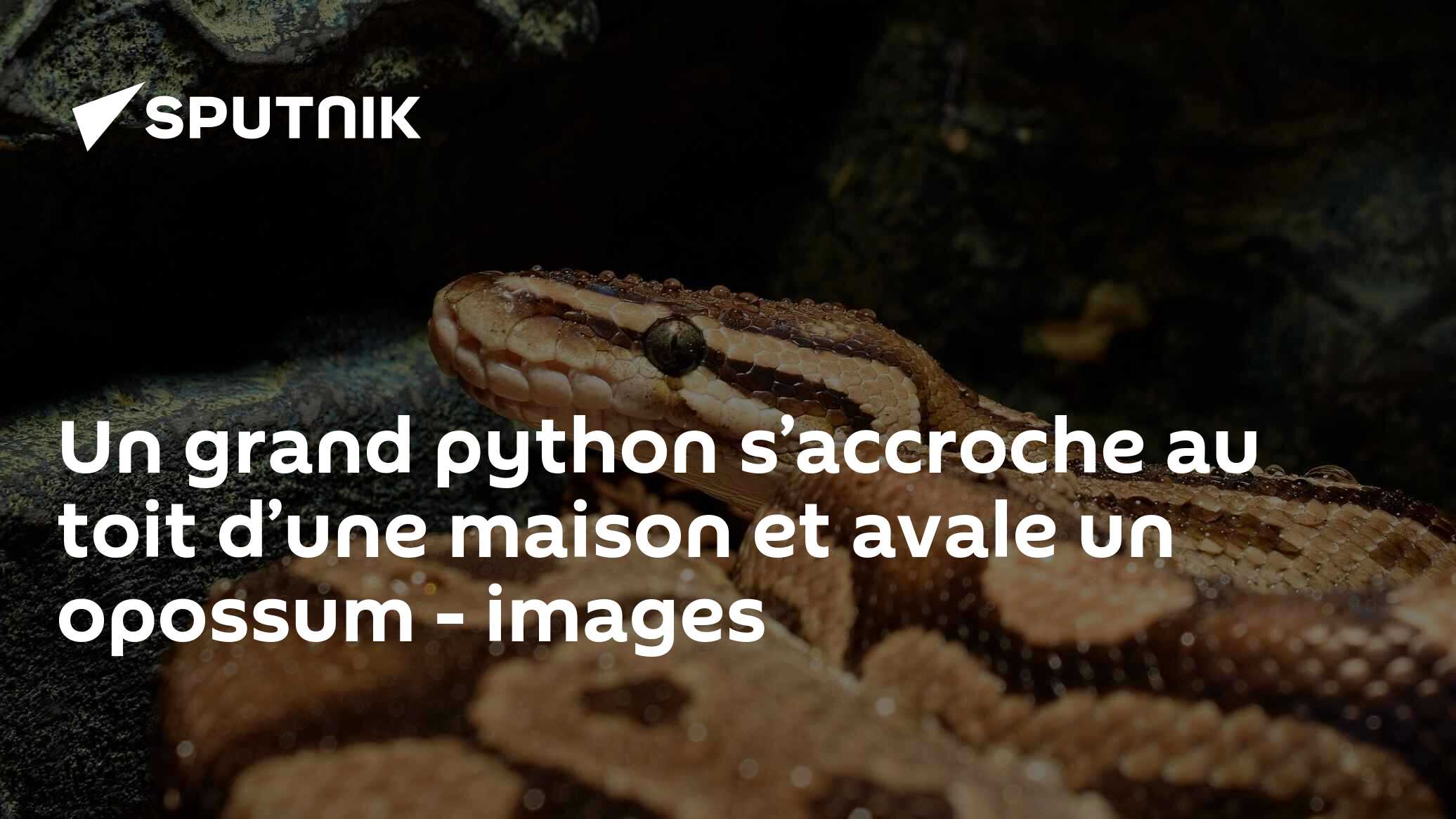 Un grand python s’accroche au toit d’une maison et avale un opossum ...