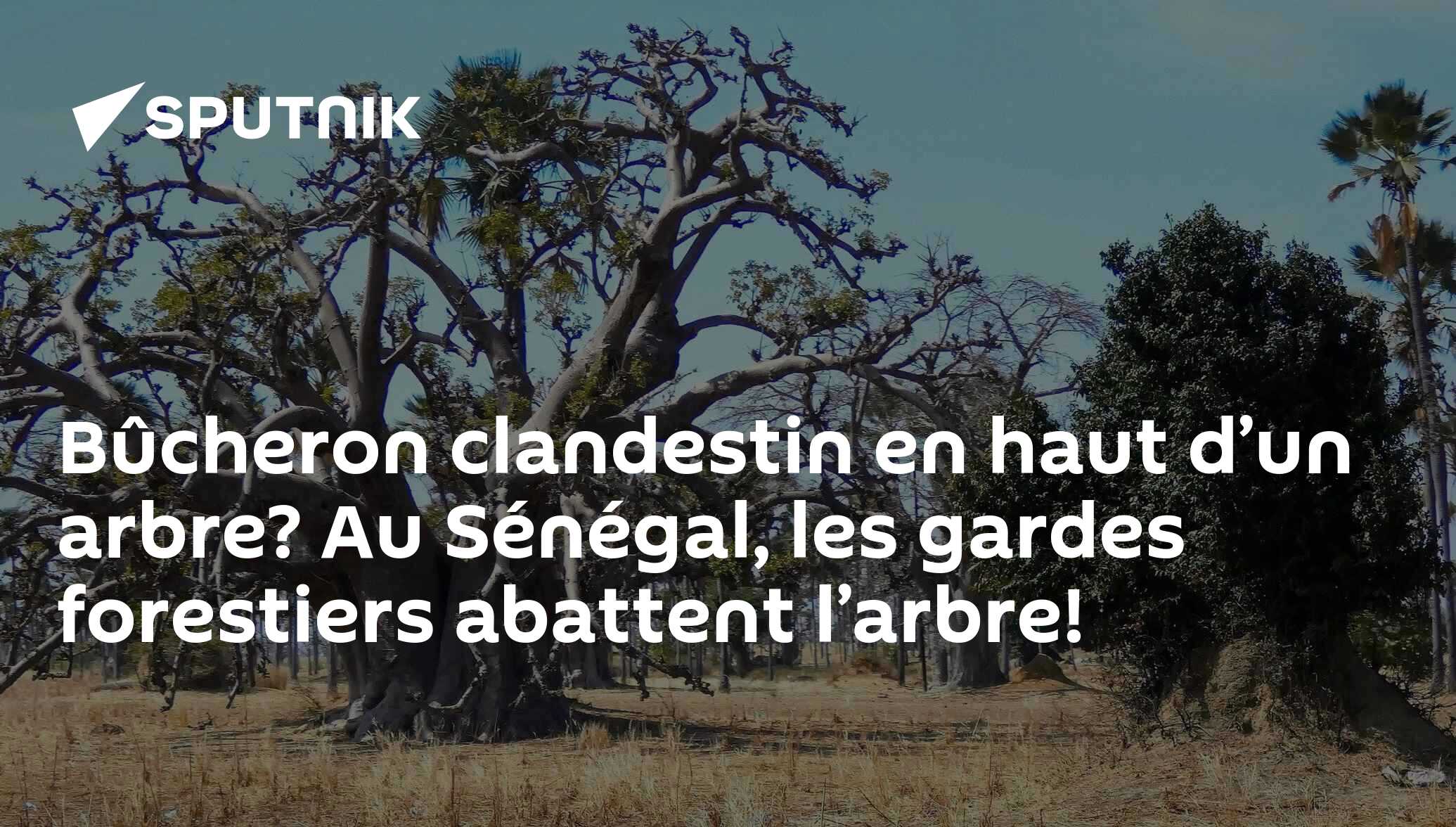 Bûcheron clandestin en haut d’un arbre? Au Sénégal, les gardes ... Bûcheron clandestin en haut d’un arbre? Au Sénégal, les gardes ...