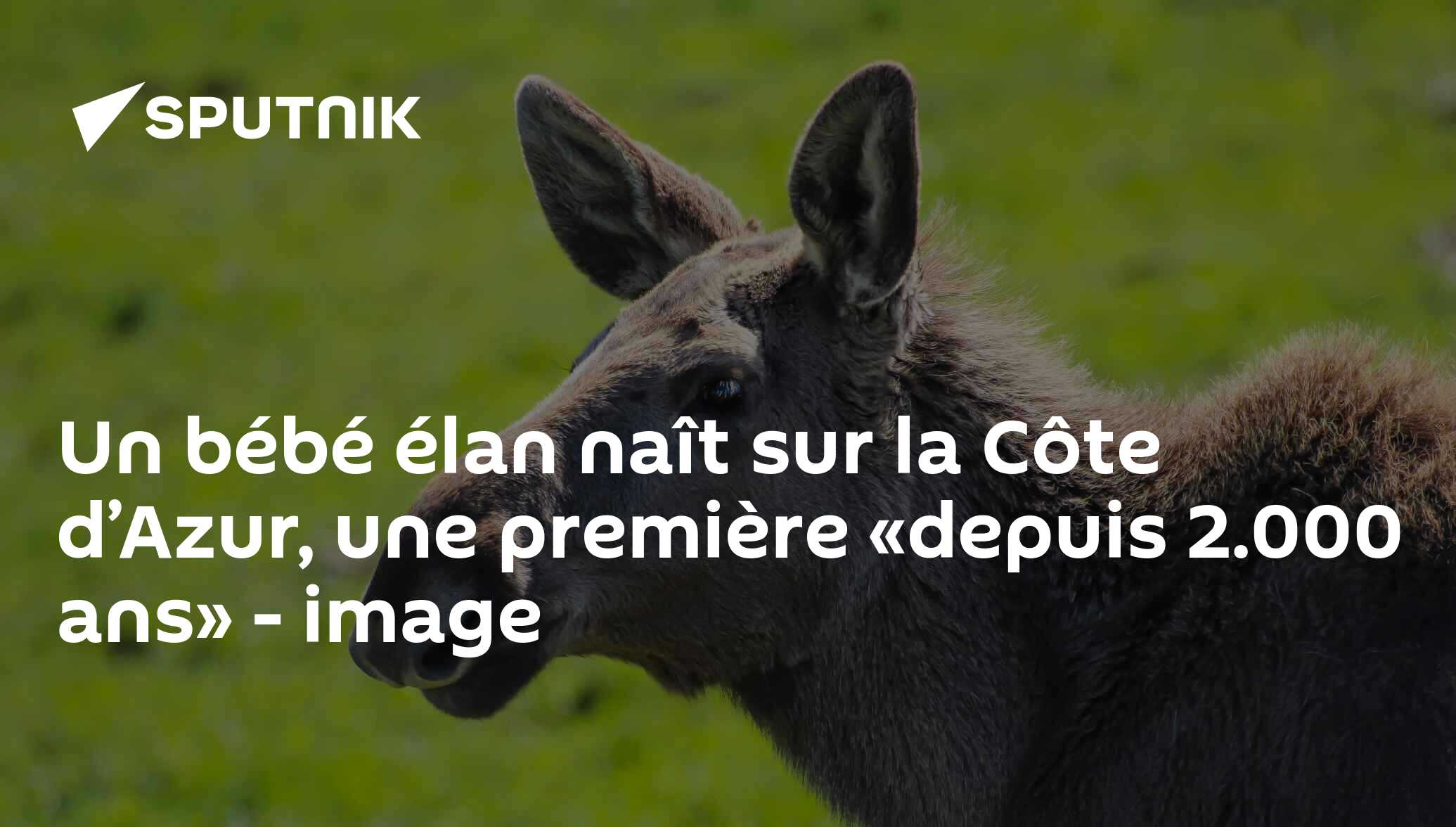 Un bébé élan naît sur la Côte d’Azur, une première «depuis 2.000 ans ...