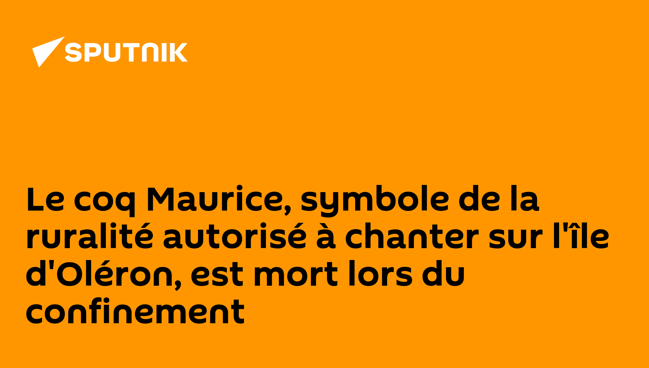 Le coq Maurice, symbole de la ruralité autorisé à chanter sur l'île d ...