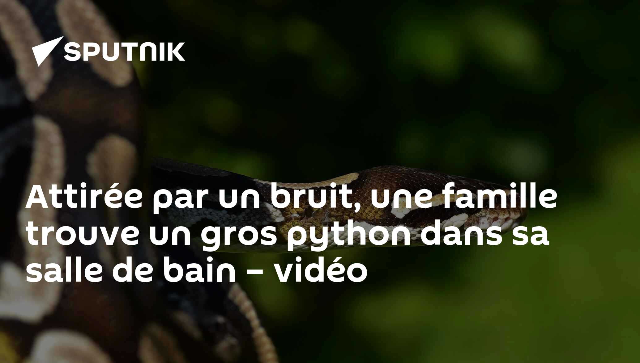 Attirée par un bruit, une famille trouve un gros python dans sa salle ...