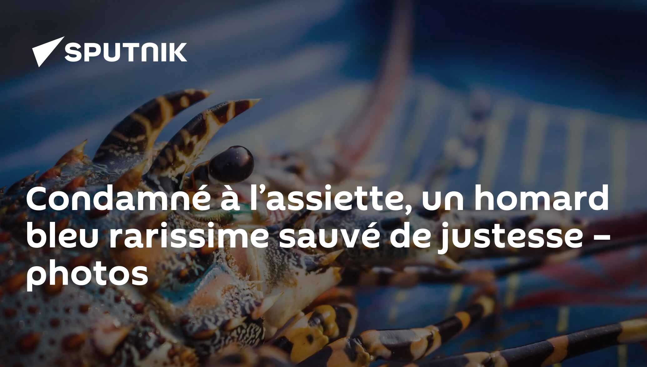 Сondamné à l’assiette, un homard bleu rarissime sauvé de justesse ...