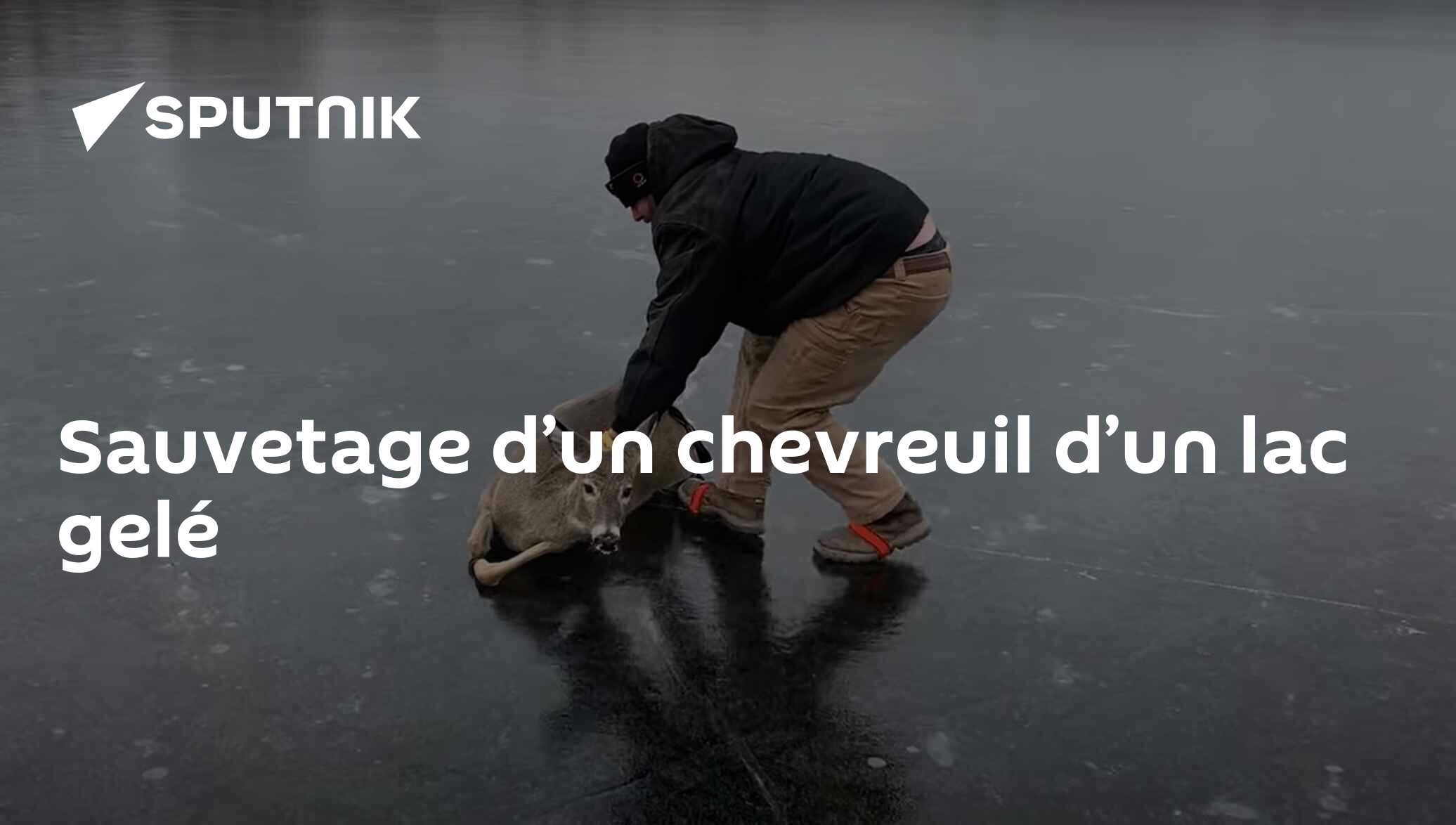 Sauvetage d’un chevreuil d’un lac gelé - 31.12.2020, Sputnik Afrique