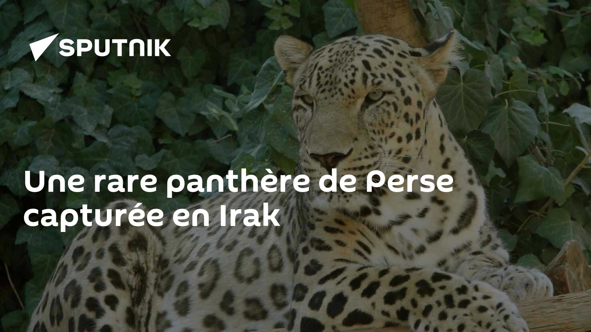 Une rare panthère de Perse capturée en Irak - 01.01.2022, Sputnik Afrique