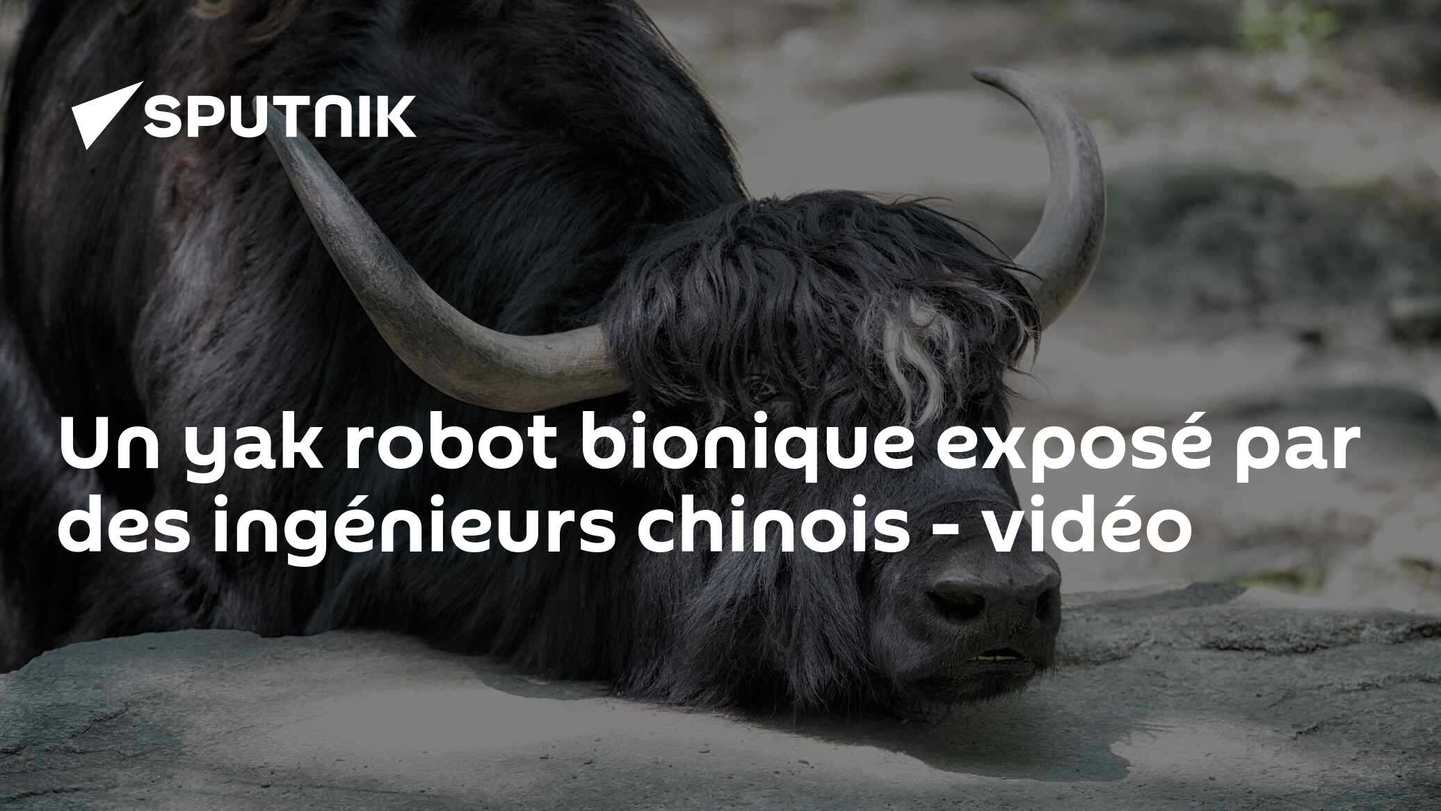Un yak robot bionique exposé par des ingénieurs chinois - vidéo - 24.01 ...
