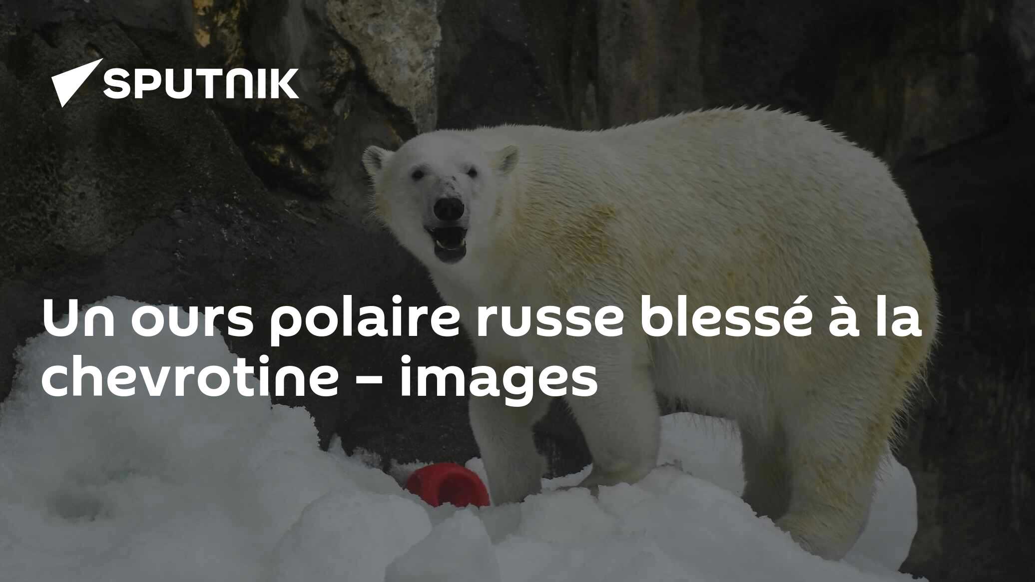 Un ours polaire russe blessé à la chevrotine – images - 11.09.2022 ...