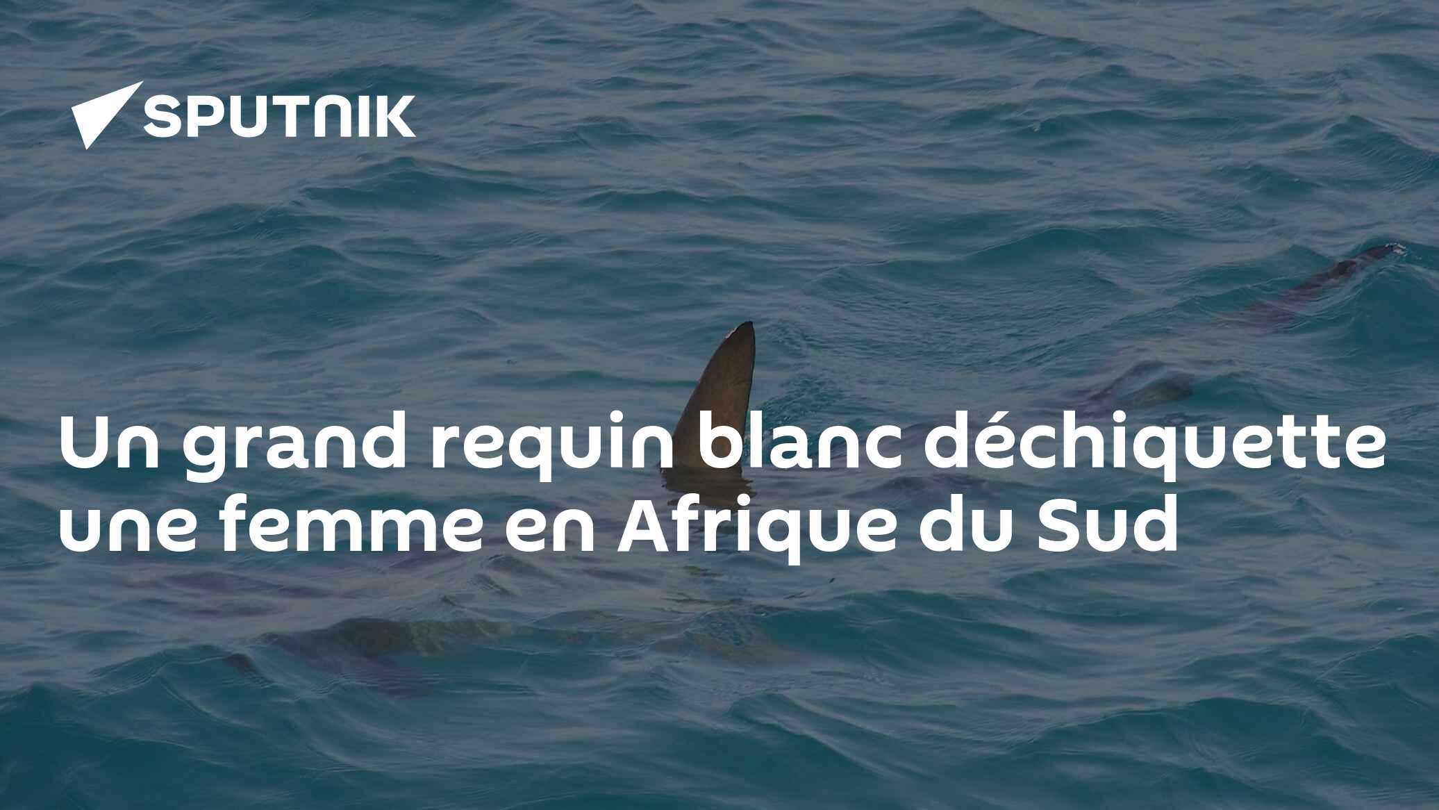 Un grand requin blanc déchiquette une femme en Afrique du Sud - 26.09. ...