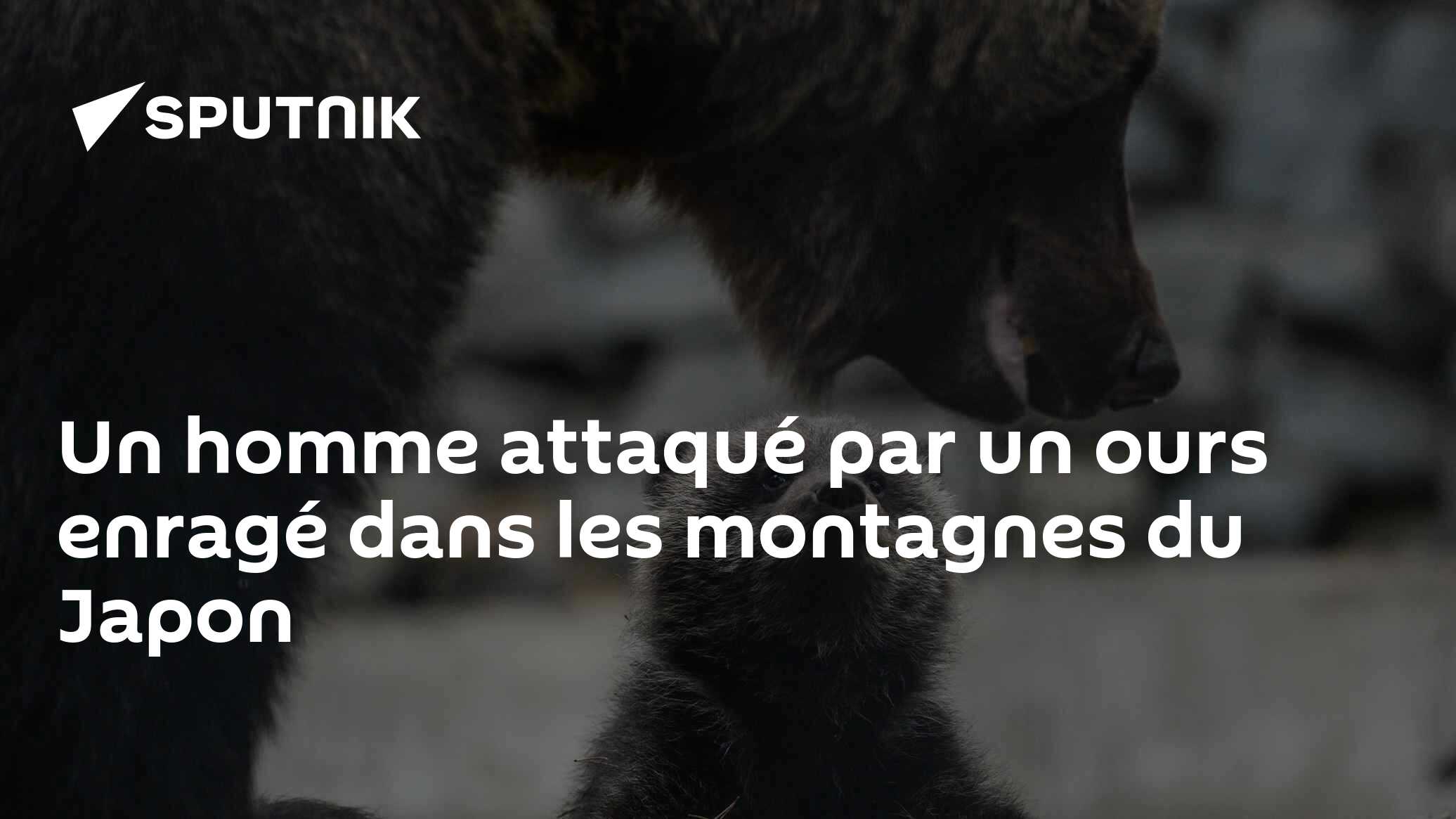 Un homme attaqué par un ours enragé dans les montagnes du Japon - 19.10 ...