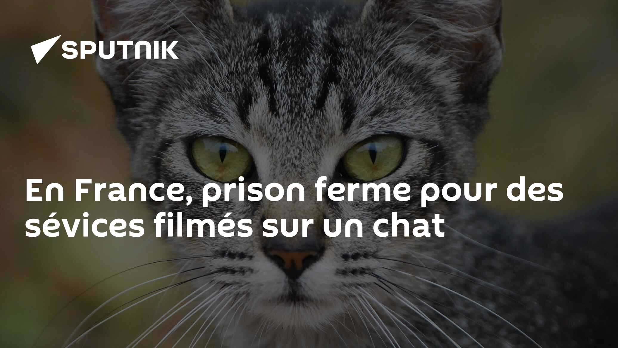 En France, prison ferme pour des sévices filmés sur un chat - 04.11. ...