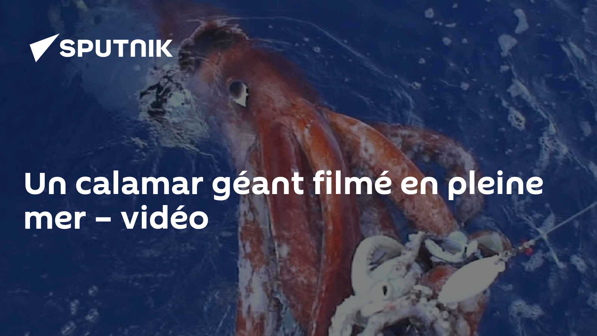Un calamar géant filmé en pleine mer – vidéo - 20.01.2023, Sputnik Afrique