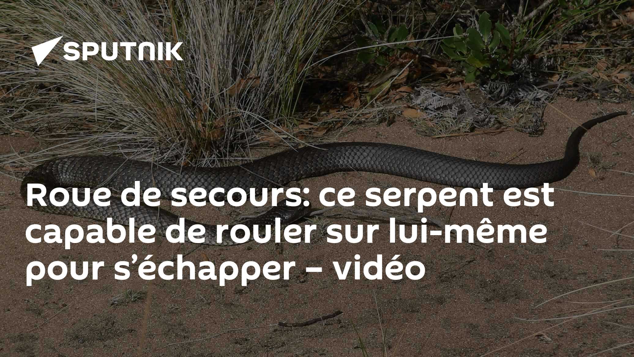 Roue de secours: ce serpent est capable de rouler sur lui-même pour s ...