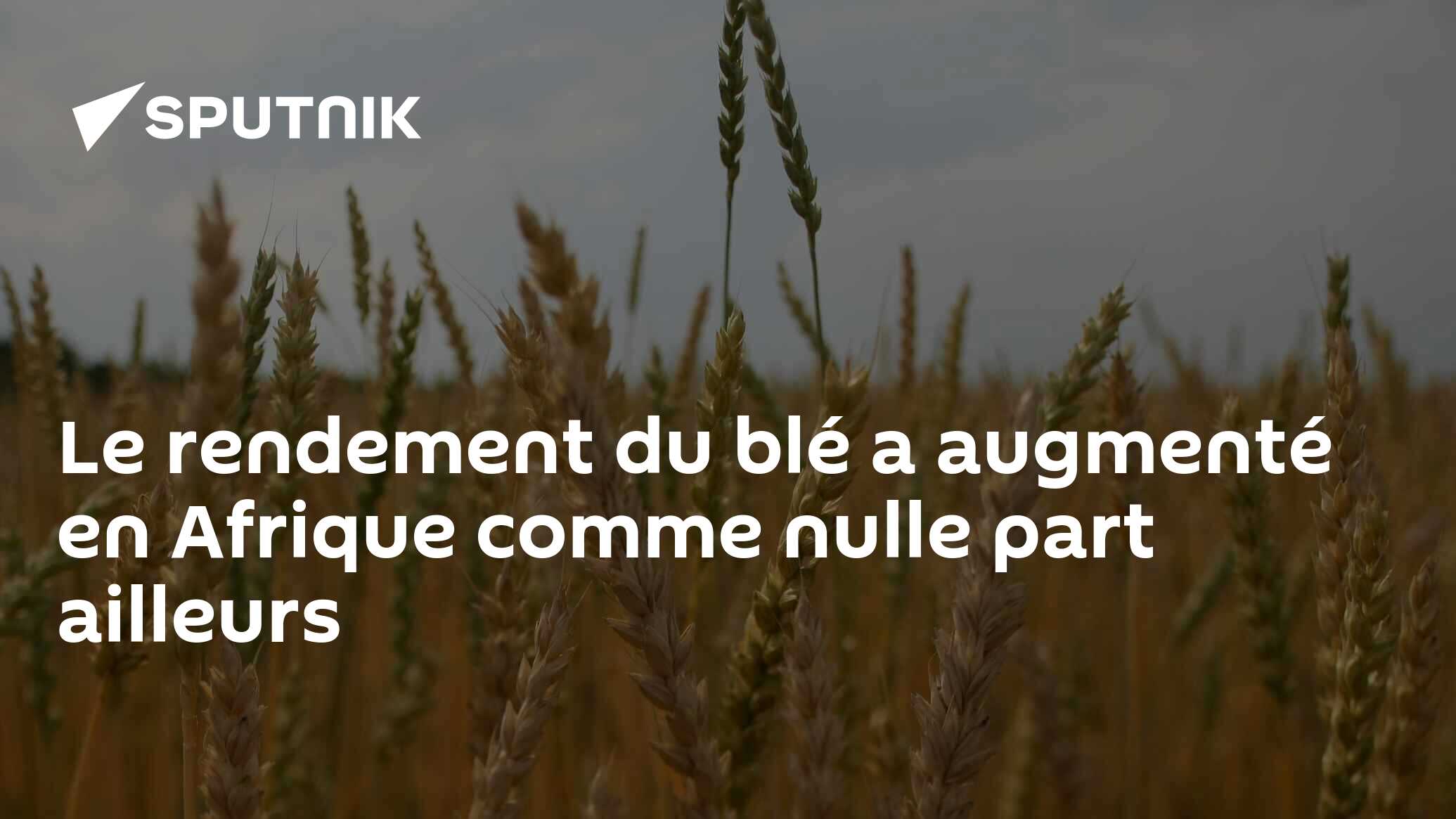 Le rendement du blé a augmenté en Afrique comme nulle part ailleurs ...