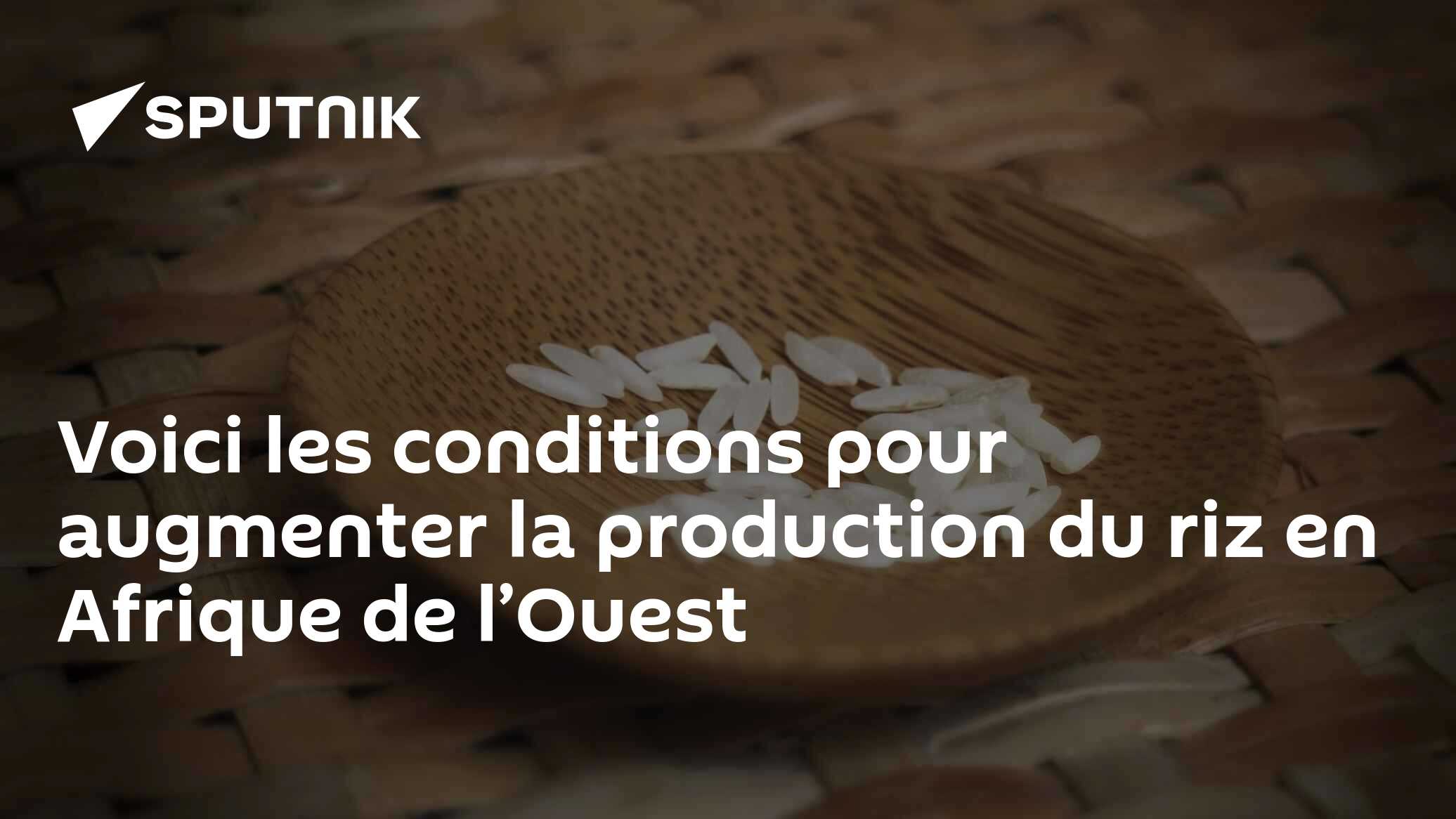 Voici les conditions pour augmenter la production du riz en Afrique de ...