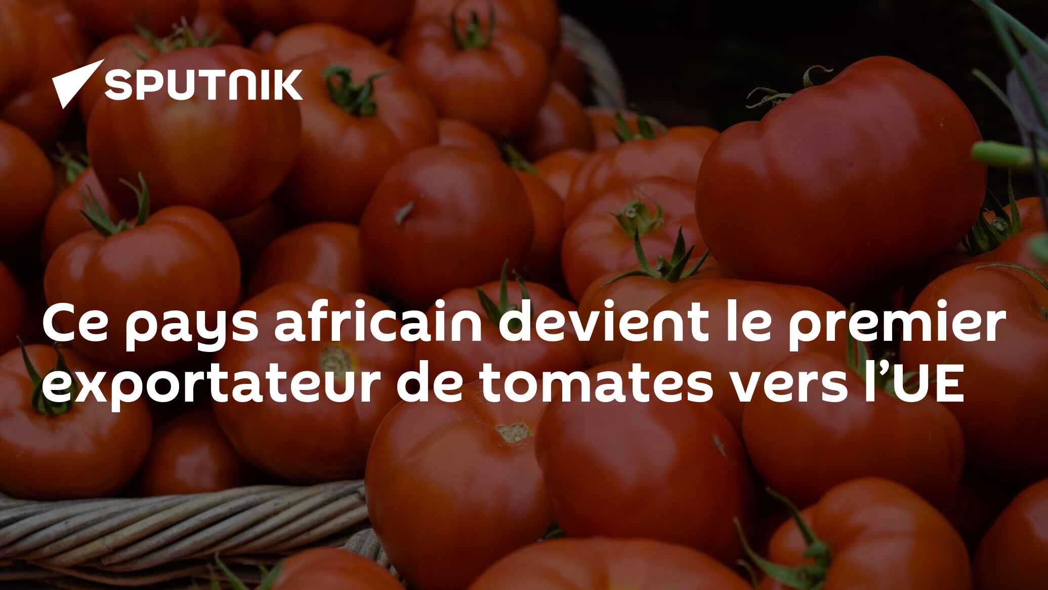 Ce pays africain devient le premier exportateur de tomates vers l’UE ...