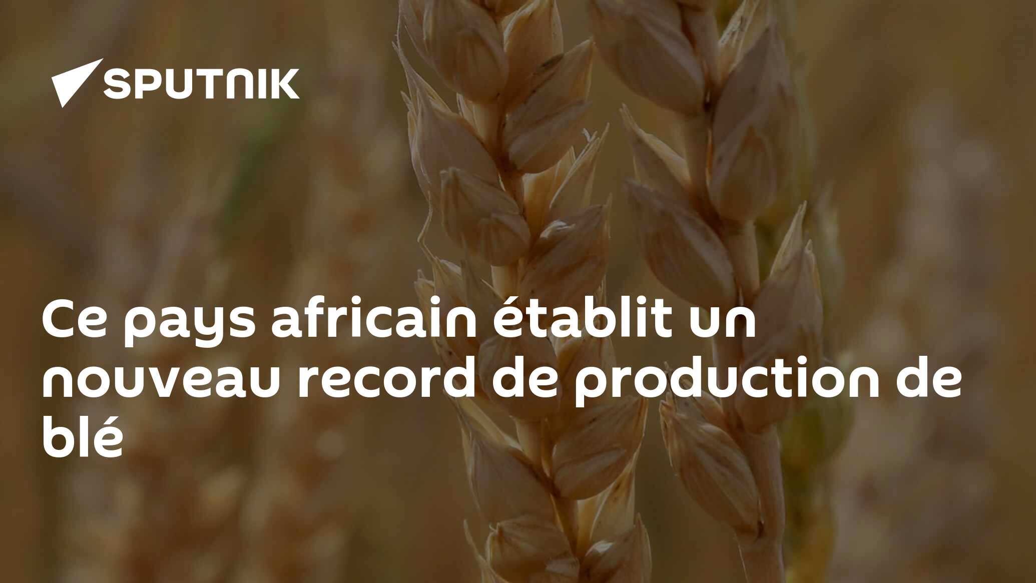 Ce pays africain établit un nouveau record de production de blé - 10.11 ...