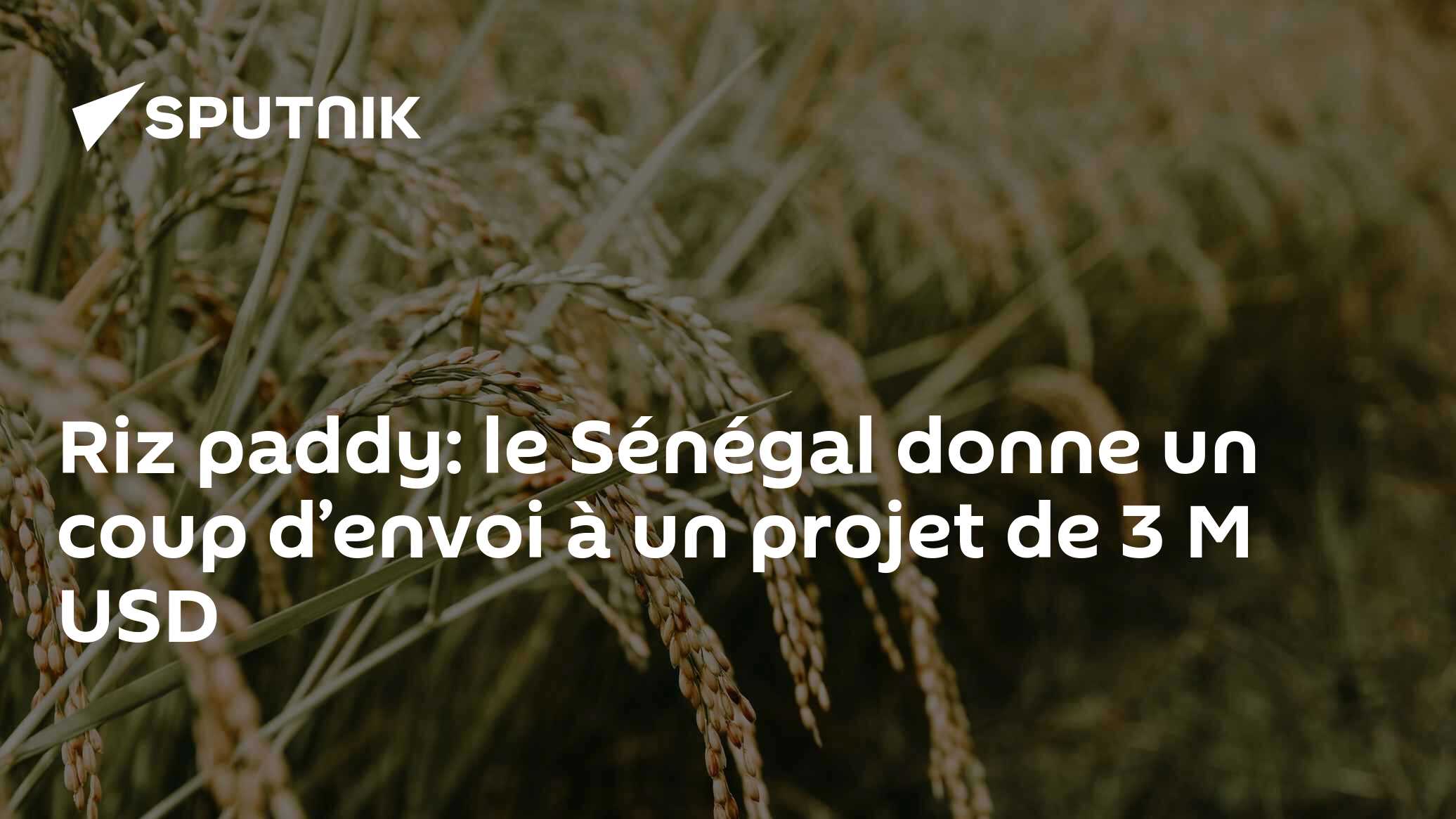 Riz paddy: le Sénégal donne un coup d’envoi à un projet de 3 M USD - 29 ...