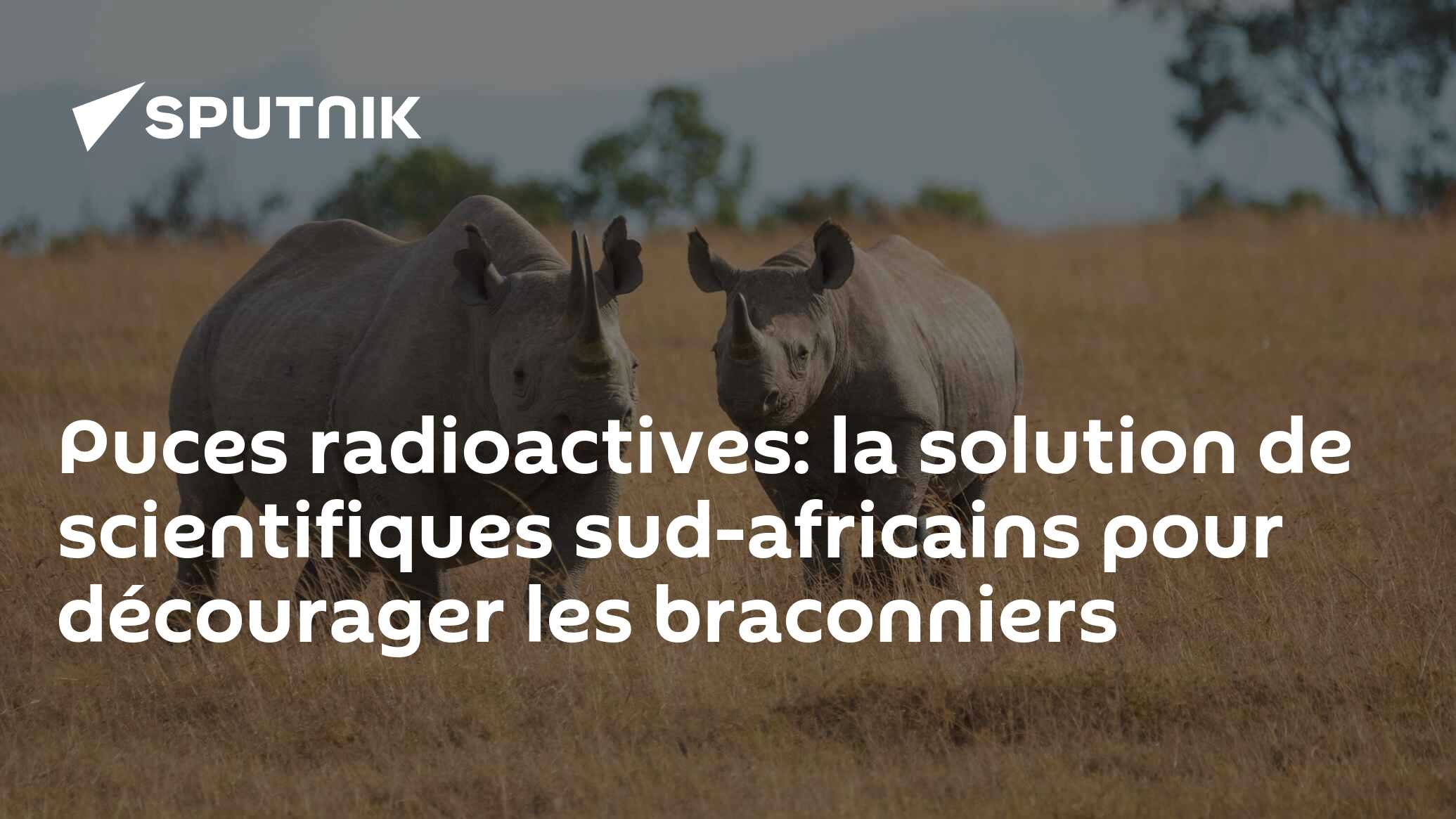 Puces radioactives: la solution de scientifiques sud-africains pour ...
