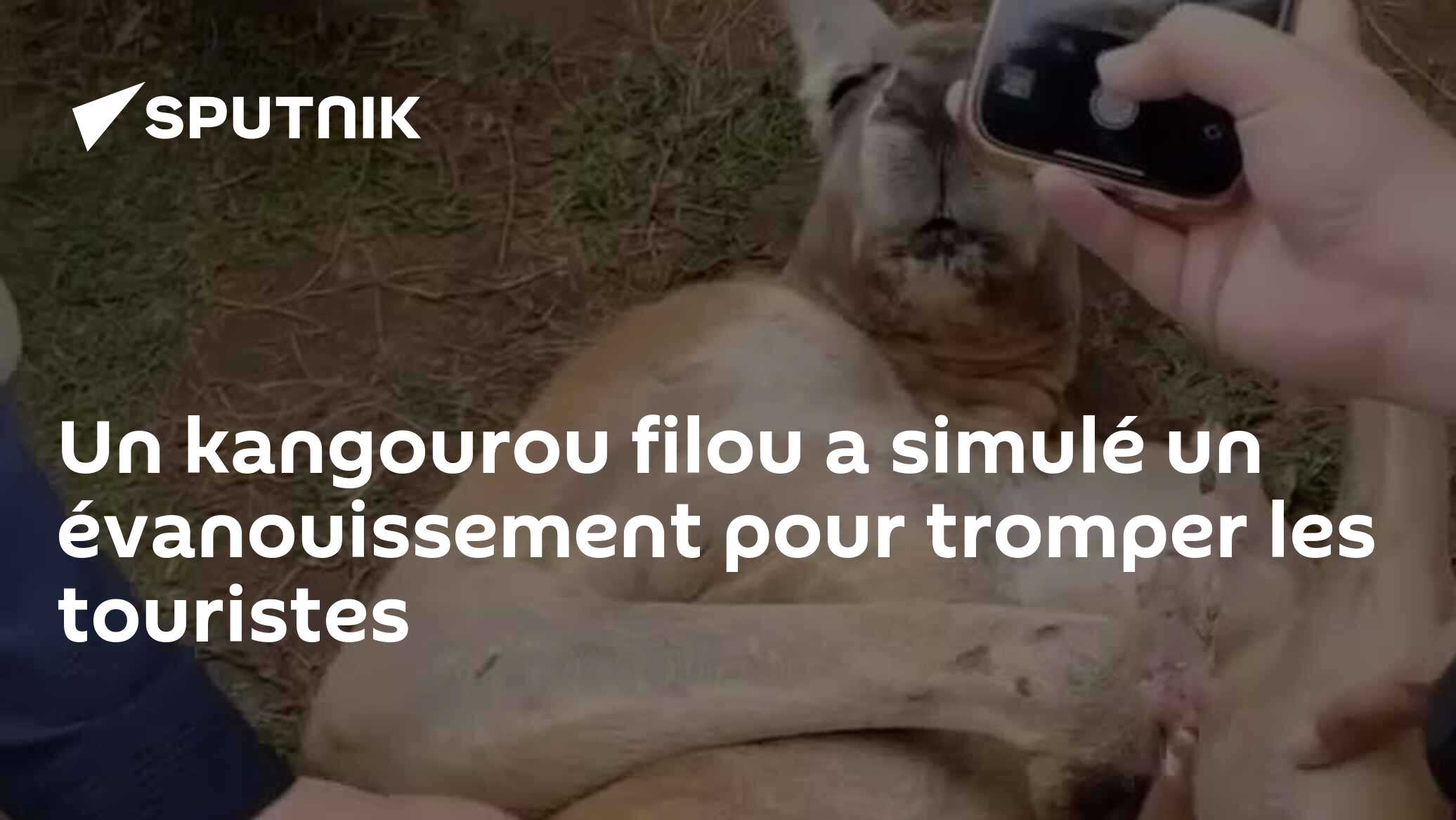 Un kangourou filou a simulé un évanouissement pour tromper les ...